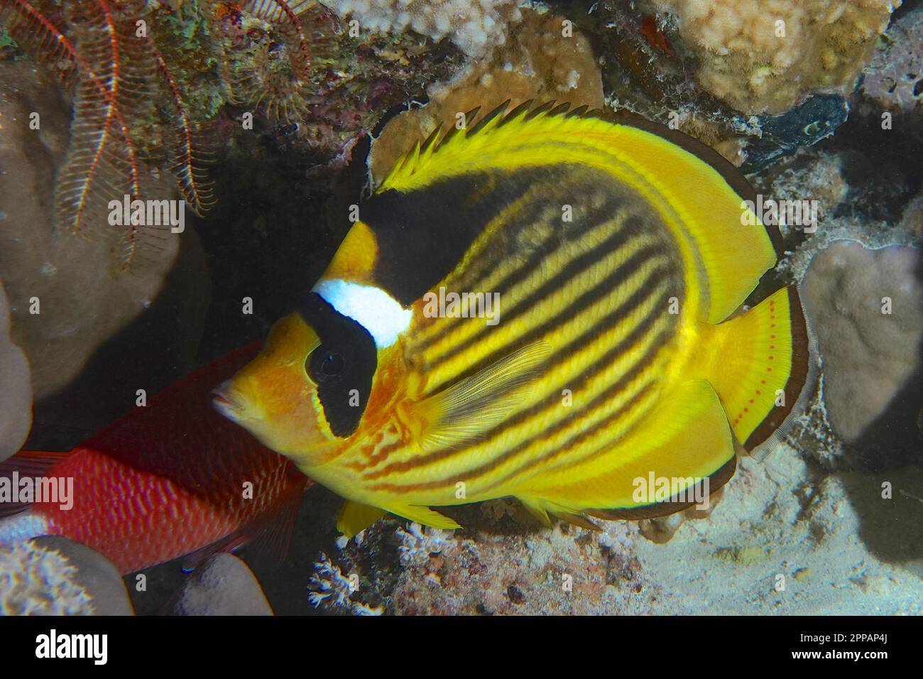 Diagonal butterflyfish (Chaetodon fasciatus), Ras Mohammed National ...
