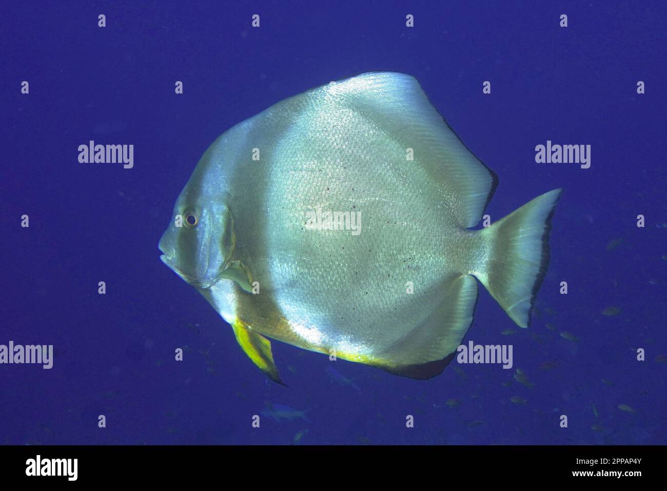 Orbicular batfish (Platax orbicularis) in front of a plain blue ...
