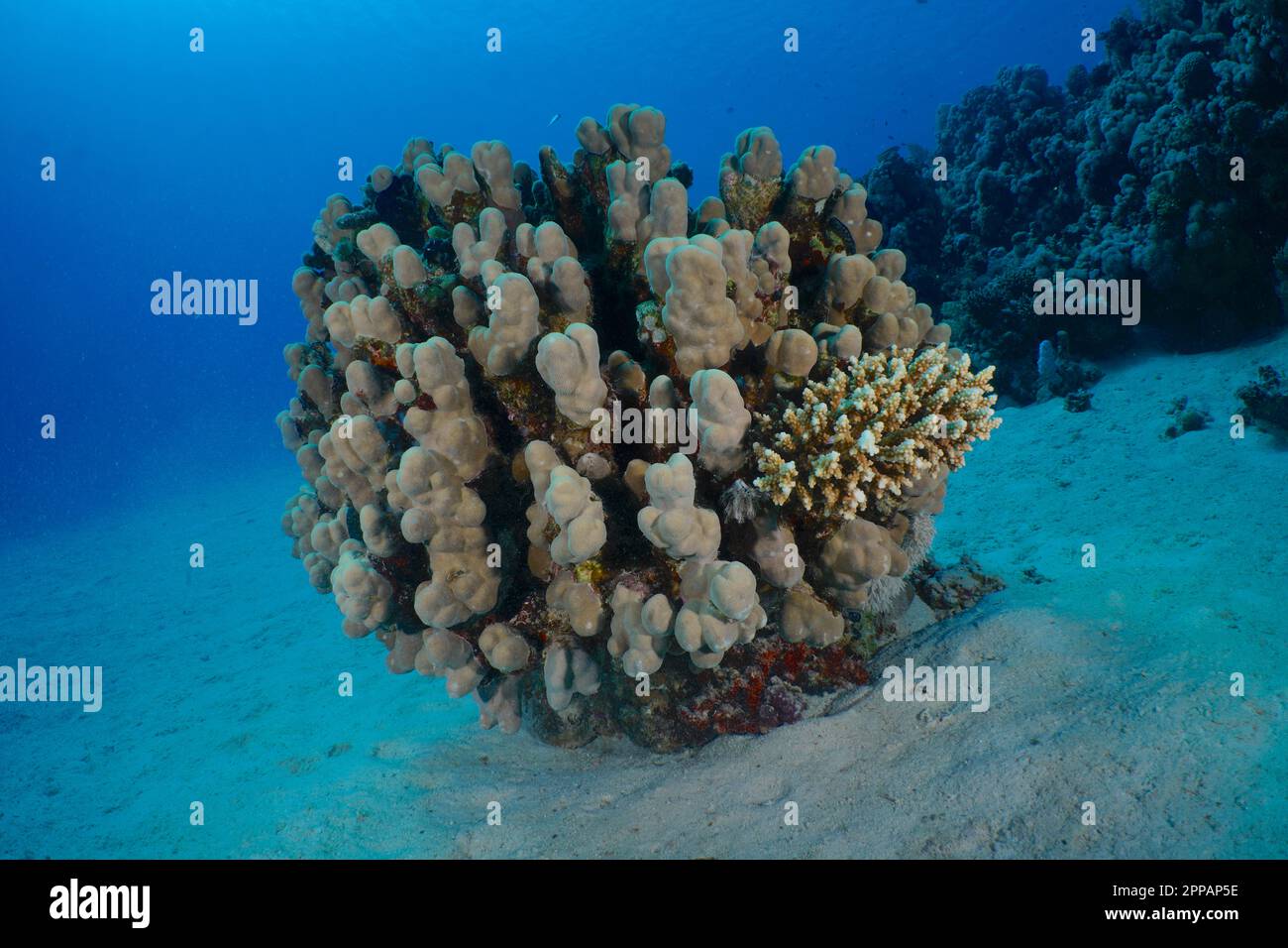 Solid pore coral (Porites solida), Dive site House Reef, Mangrove Bay ...