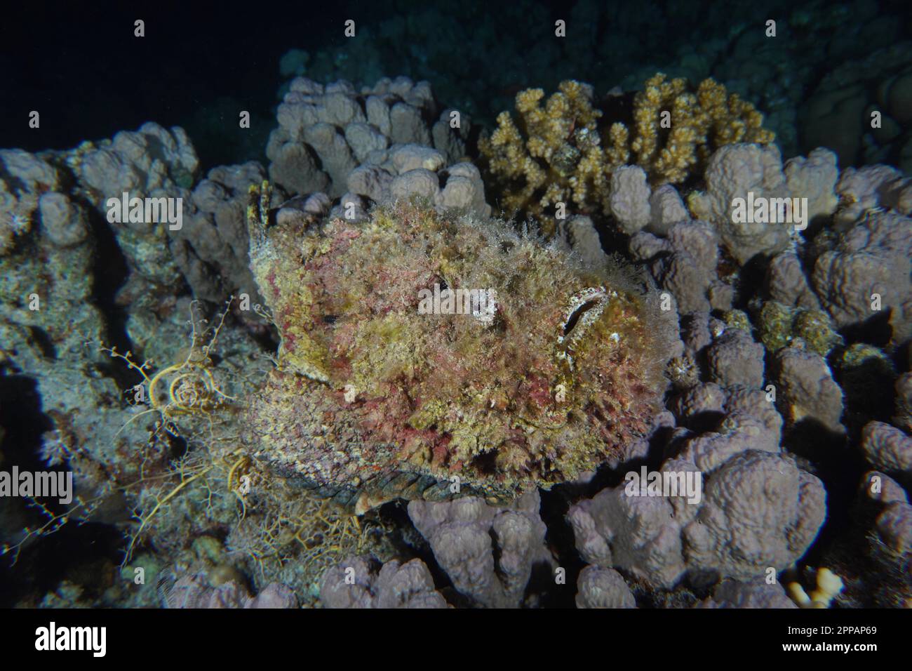 Reef stonefish (Synanceia verrucosa) with open mouth, Shaab Mahmoud ...