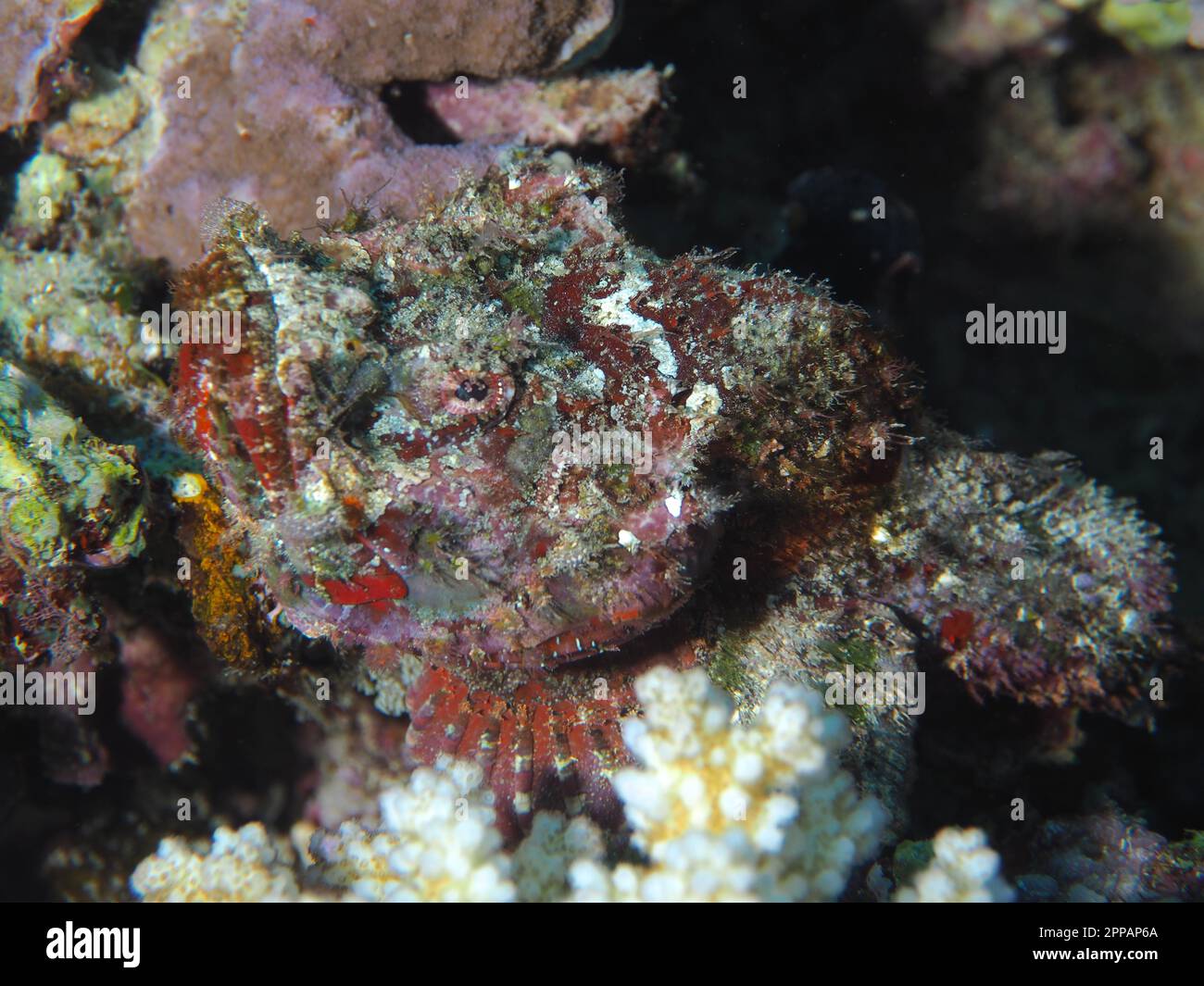 Well camouflaged scorpion fish (Scorpaenopsis), Dive site House Reef ...