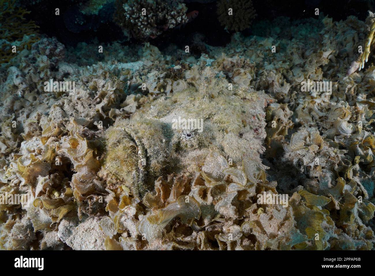 A well camouflaged (Synanceia verrucosa) stonefish lurks between dead ...