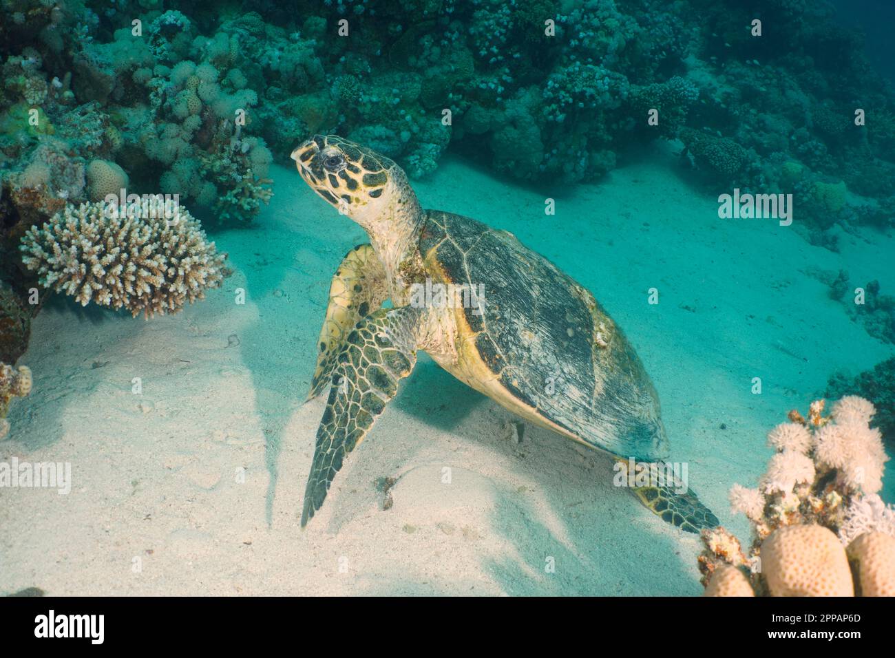 Hawksbill sea turtle (Eretmochelys imbricata), Dive site House Reef ...