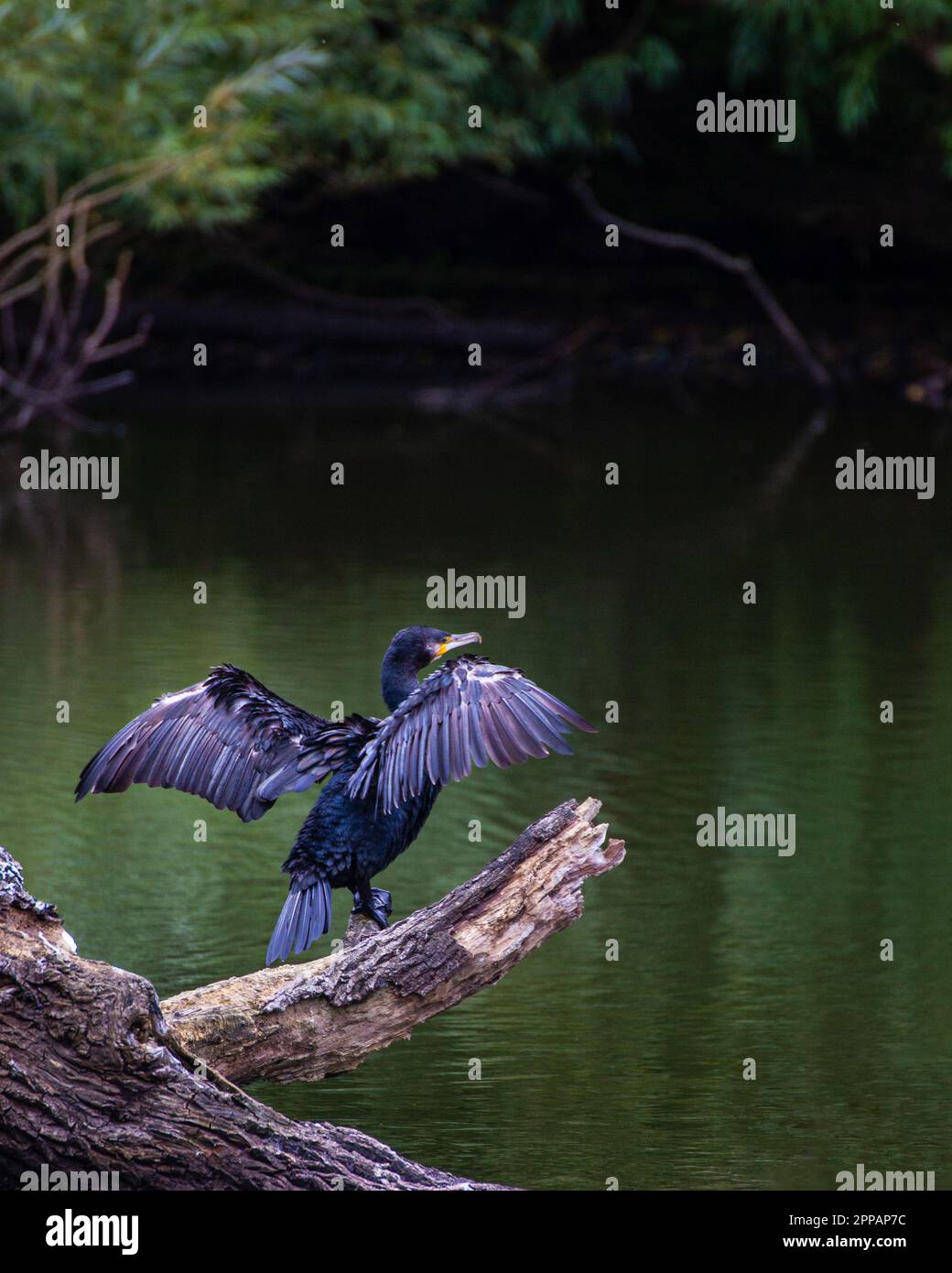 Pond drying hi-res stock photography and images - Alamy