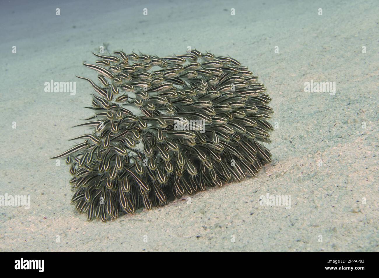 Group of juvenile striped eel catfish (Plotosus lineatus), Dive Site ...