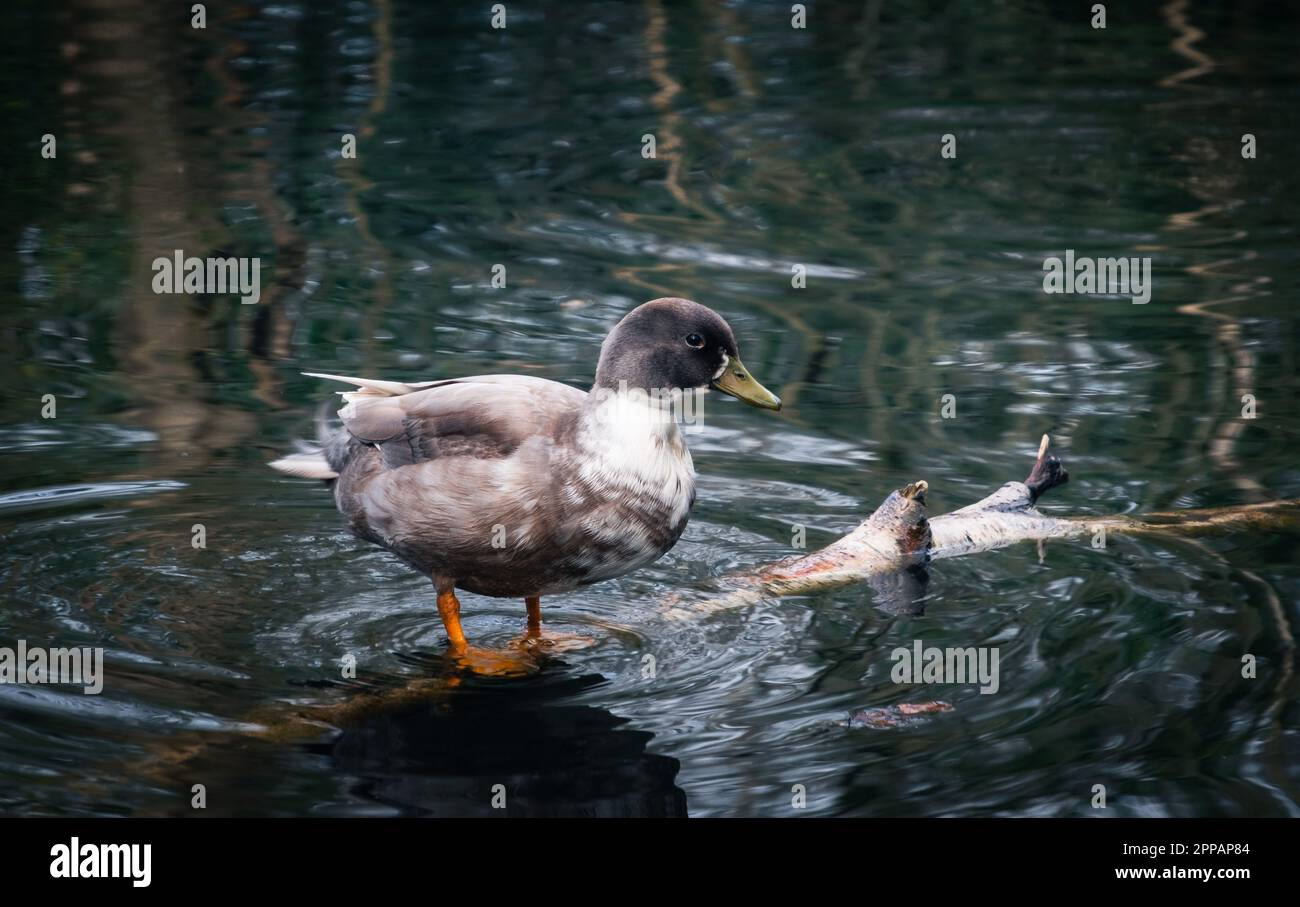 A close up of a duck balancing on a thin branch in a pond Stock Photo ...