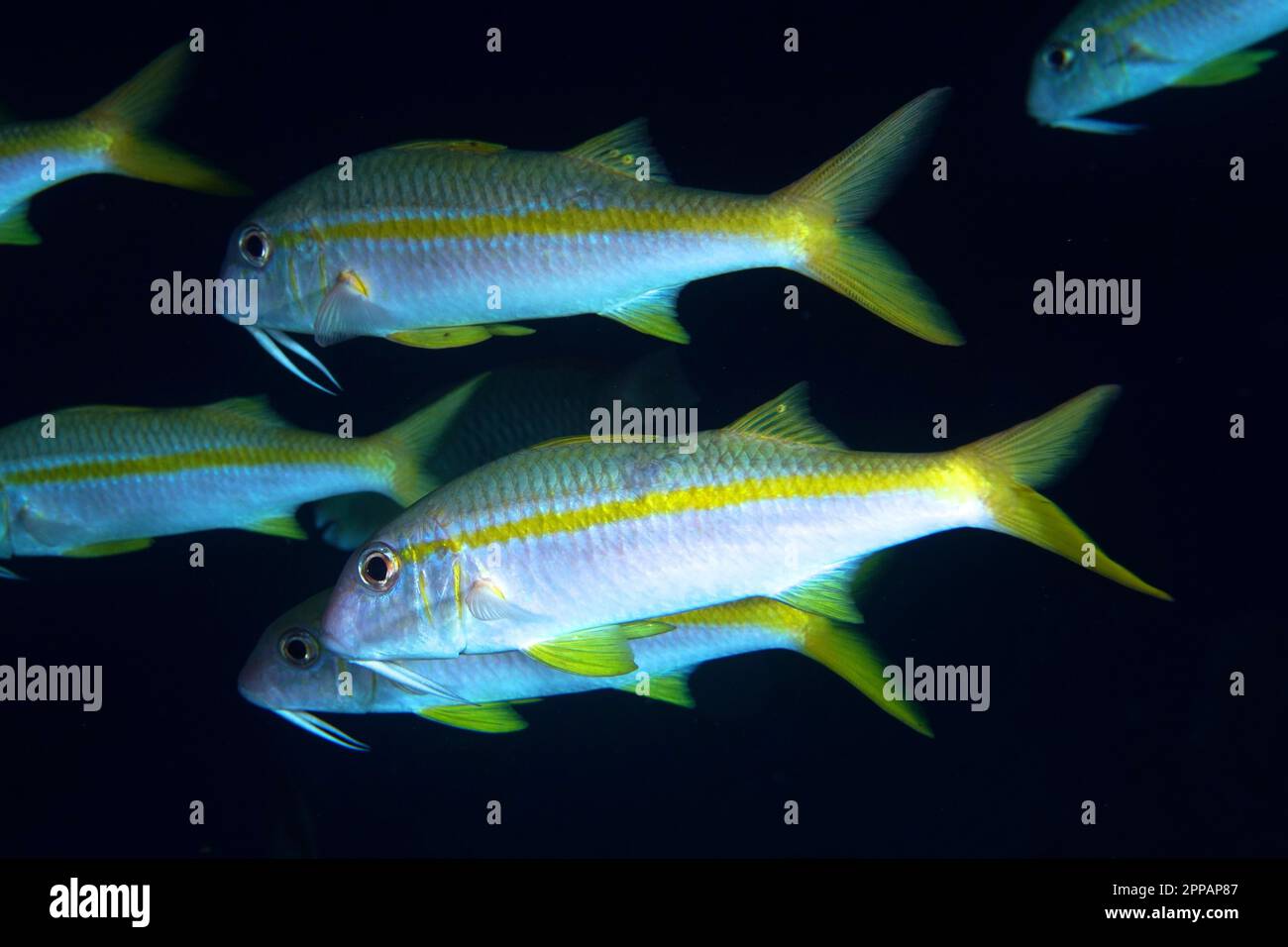 Yellowfin barbel (Mulloidichthys vanicolensis) at night, dive site ...