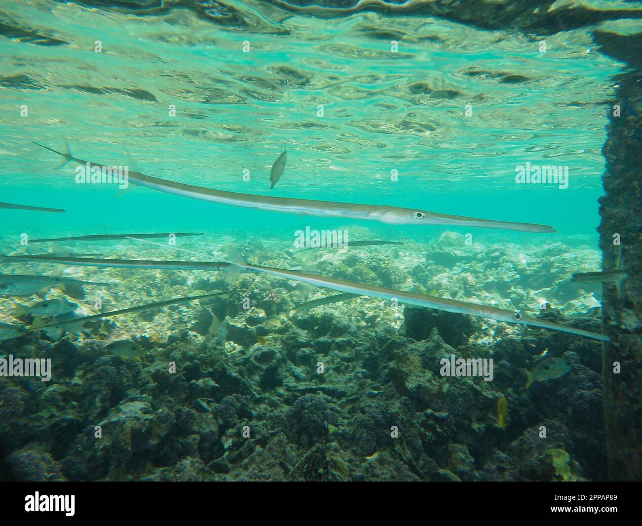Bluespotted cornetfish (Fistularia commersonii) under the jetty. Dive ...