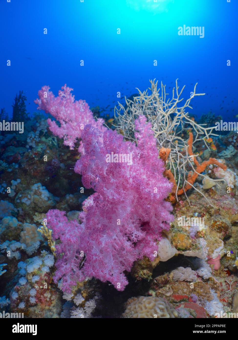 Hemprich's Tree Coral (Dendronephthya hemprichi), Dive Site House Reef ...