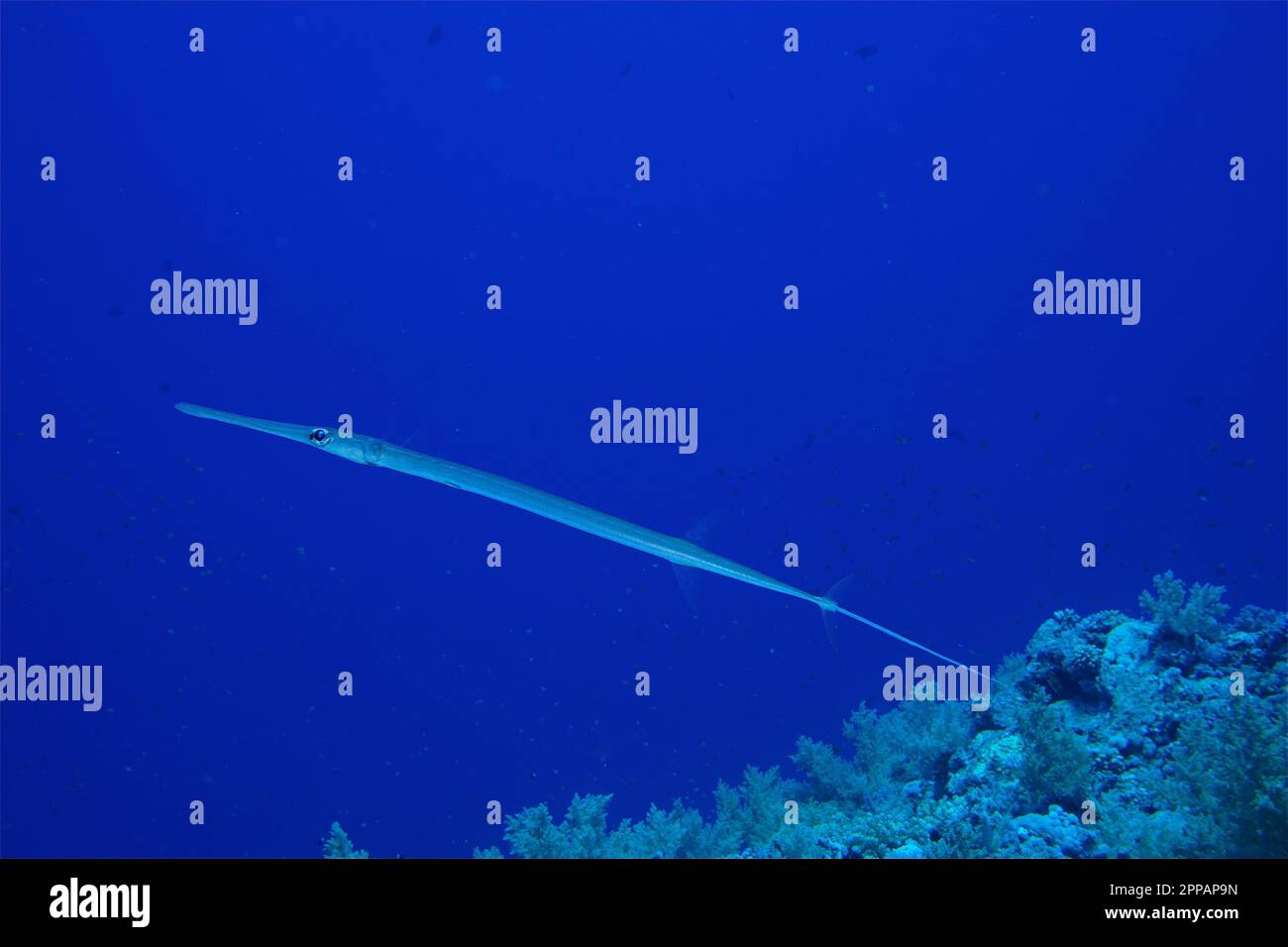 Bluespotted cornetfish (Fistularia commersonii), Elphinstone Reef dive ...