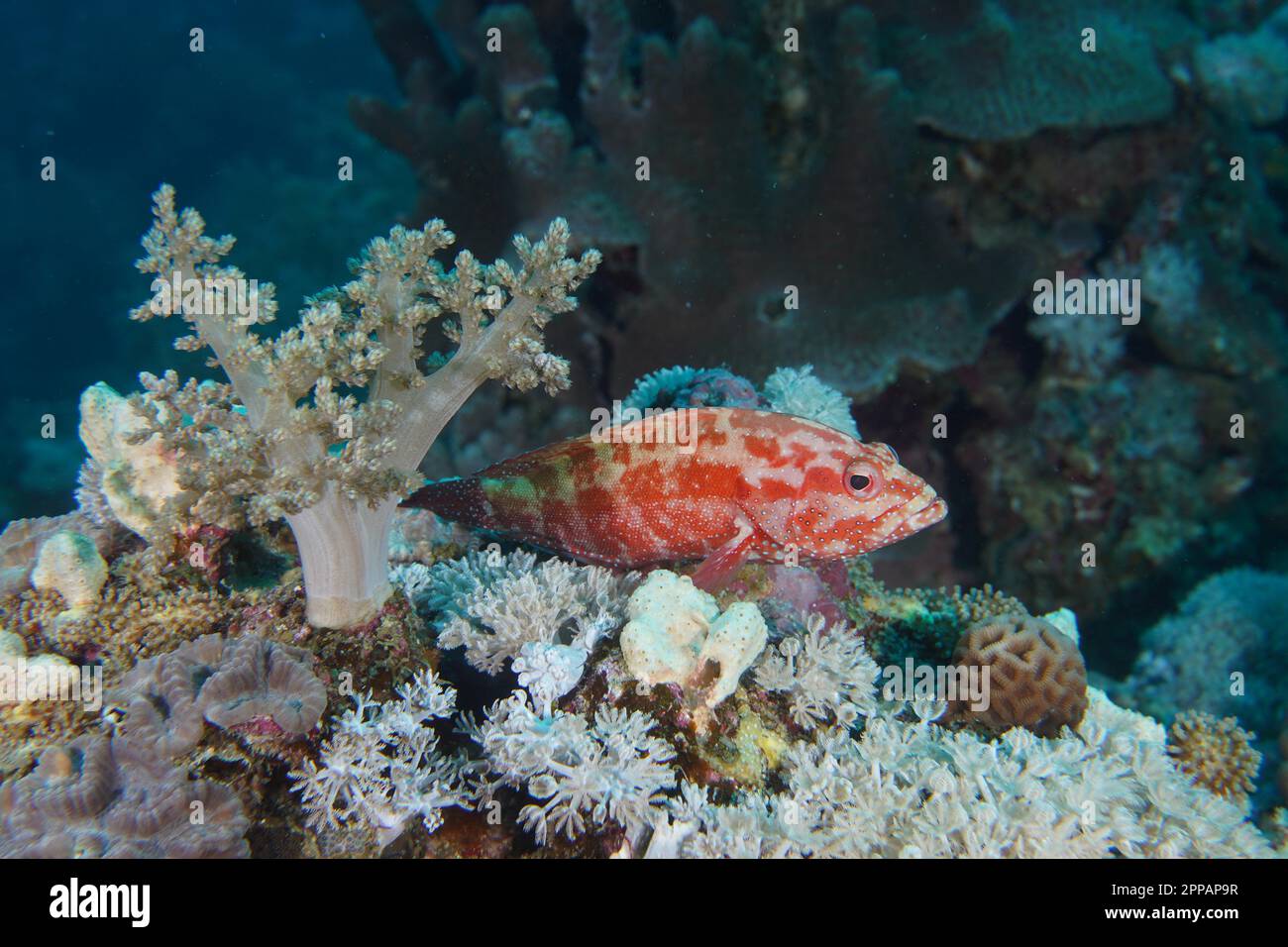 Jewel grouper (Cephalopholis oligosticta) and broccoli tree (Litophyton ...