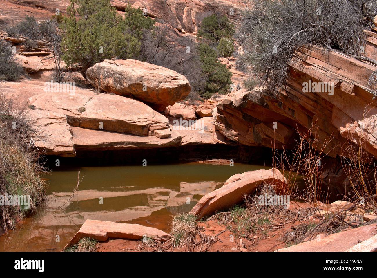 A seasonal pool in Bullet Canyon: Cedar Mesa area of Utah Stock Photo ...