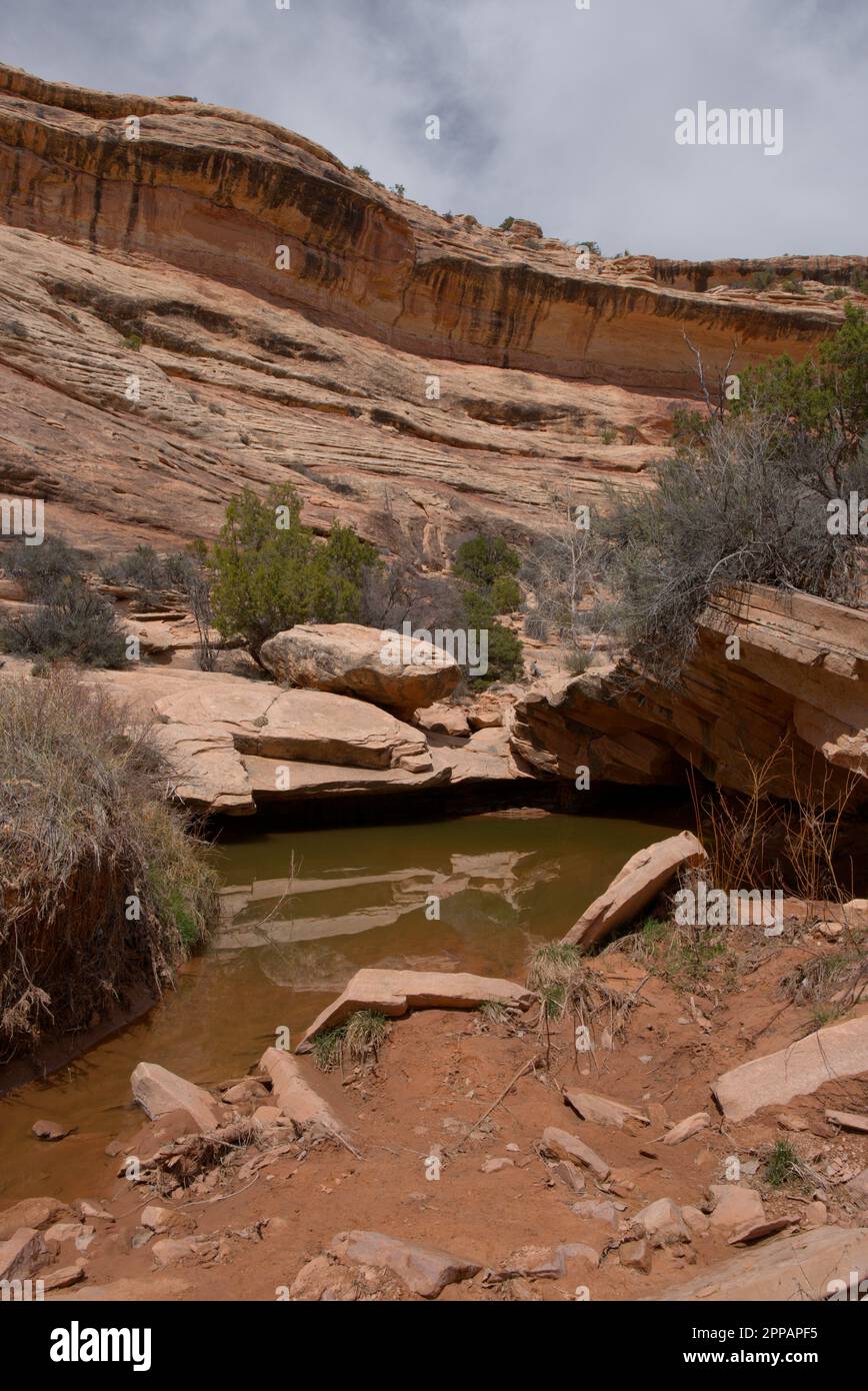 Arid cedar hi-res stock photography and images - Alamy