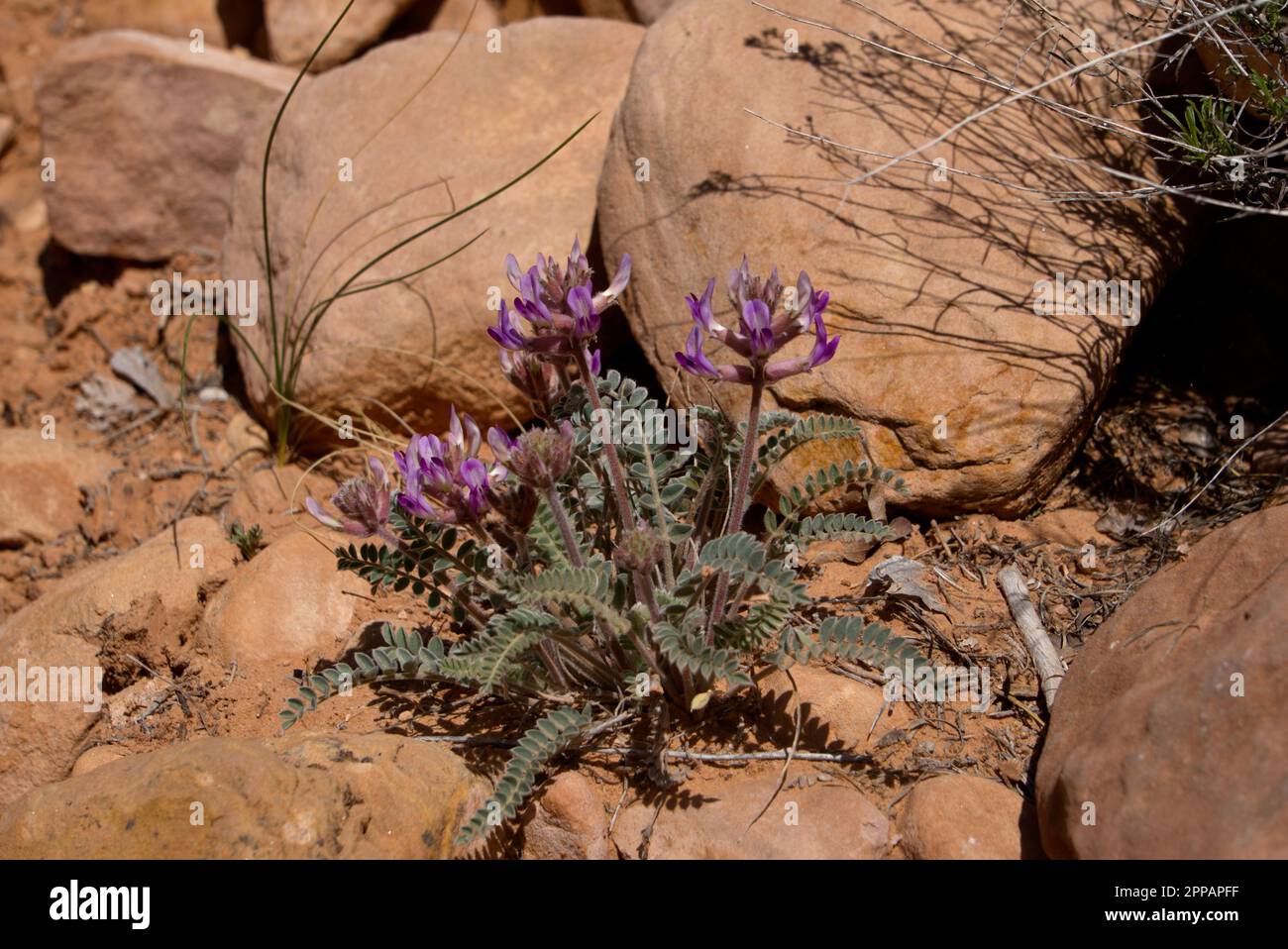 Woolly Milkvetch flowers in Utah's Bullet Canyon Stock Photo - Alamy