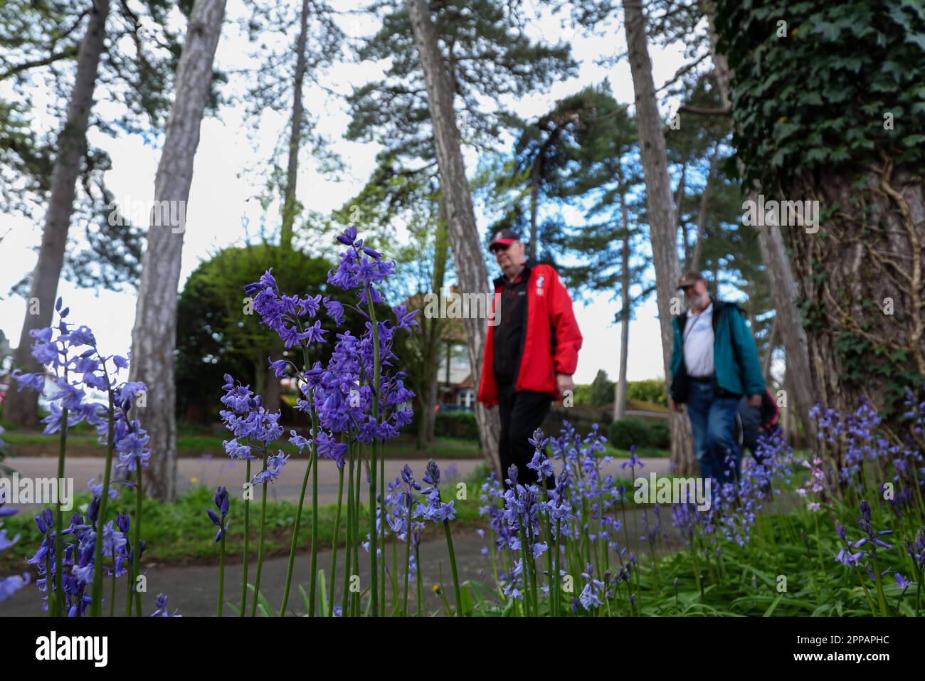 A general view of some Lavender plants as Bournemouth fans arrive ahead ...