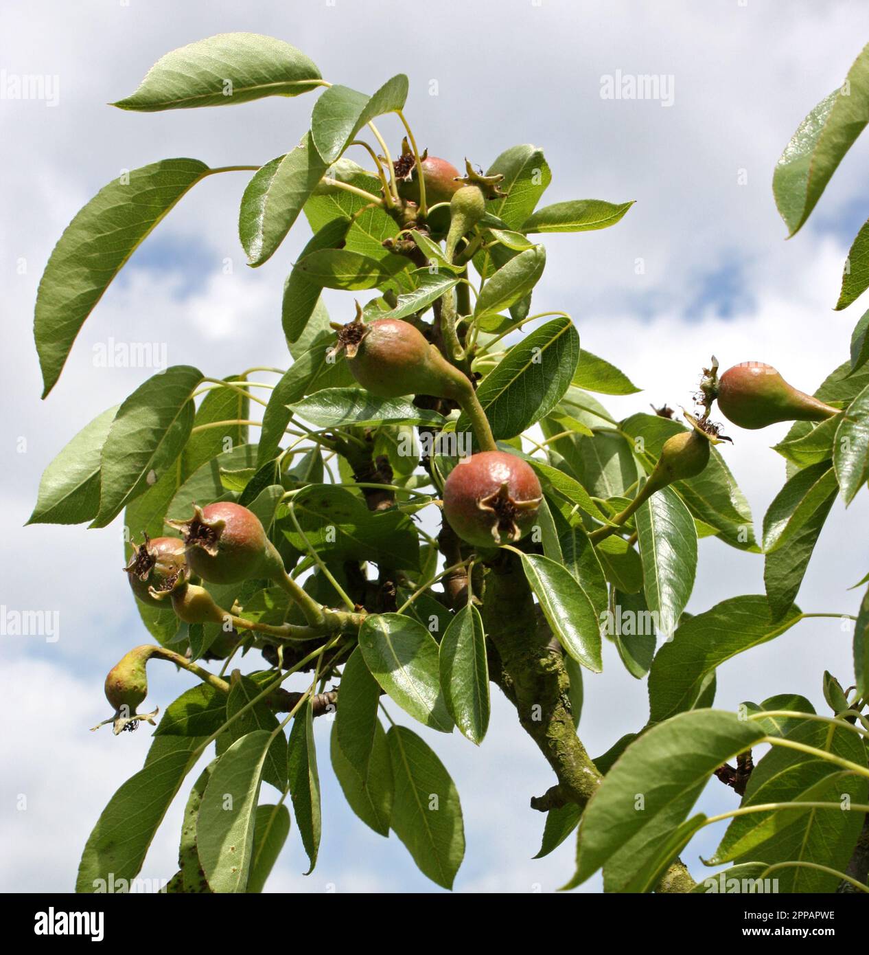 Beautiful fresh young pears growing on a tree. Close up Stock Photo - Alamy