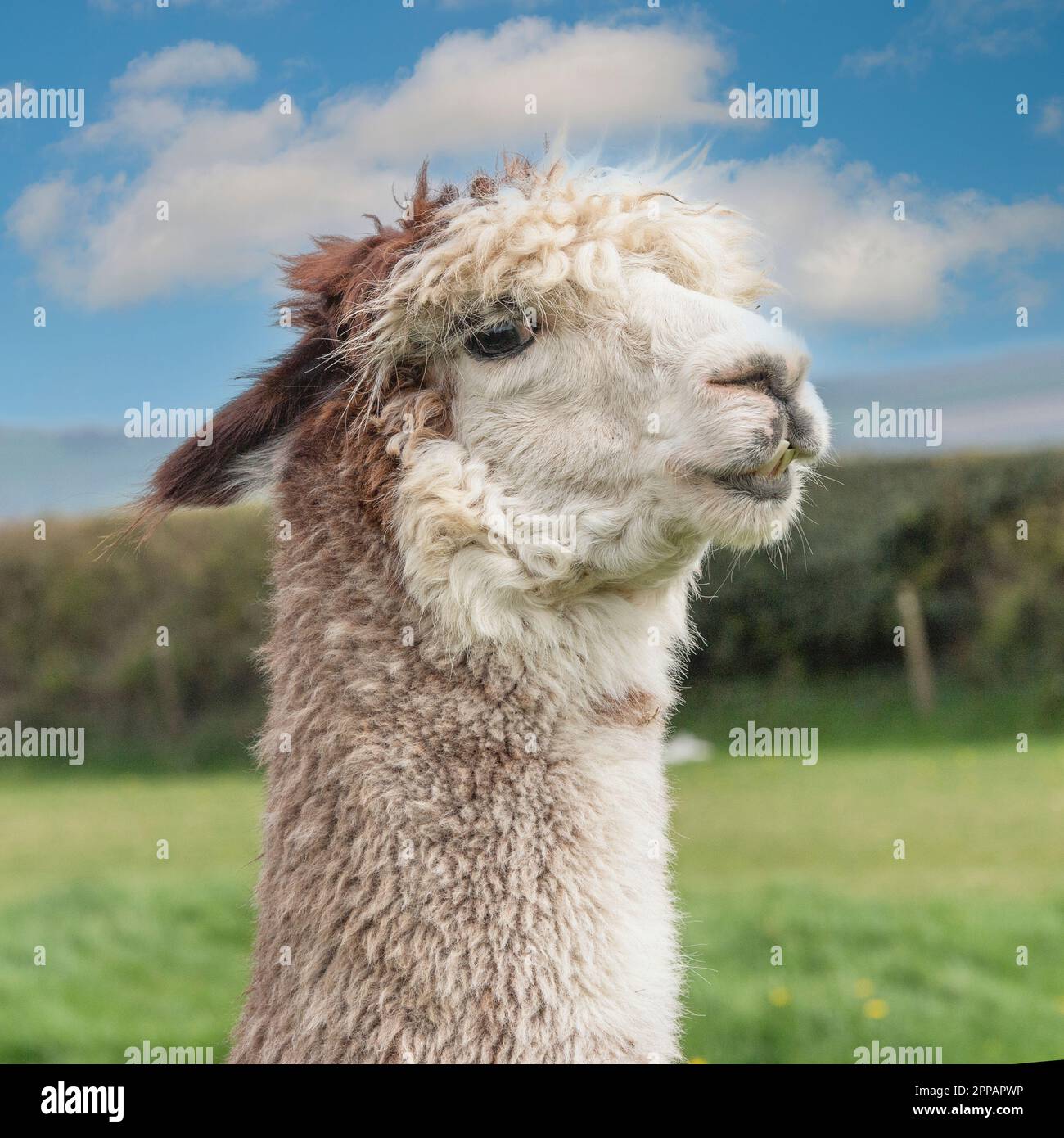 Angry alpaca hi-res stock photography and images - Alamy