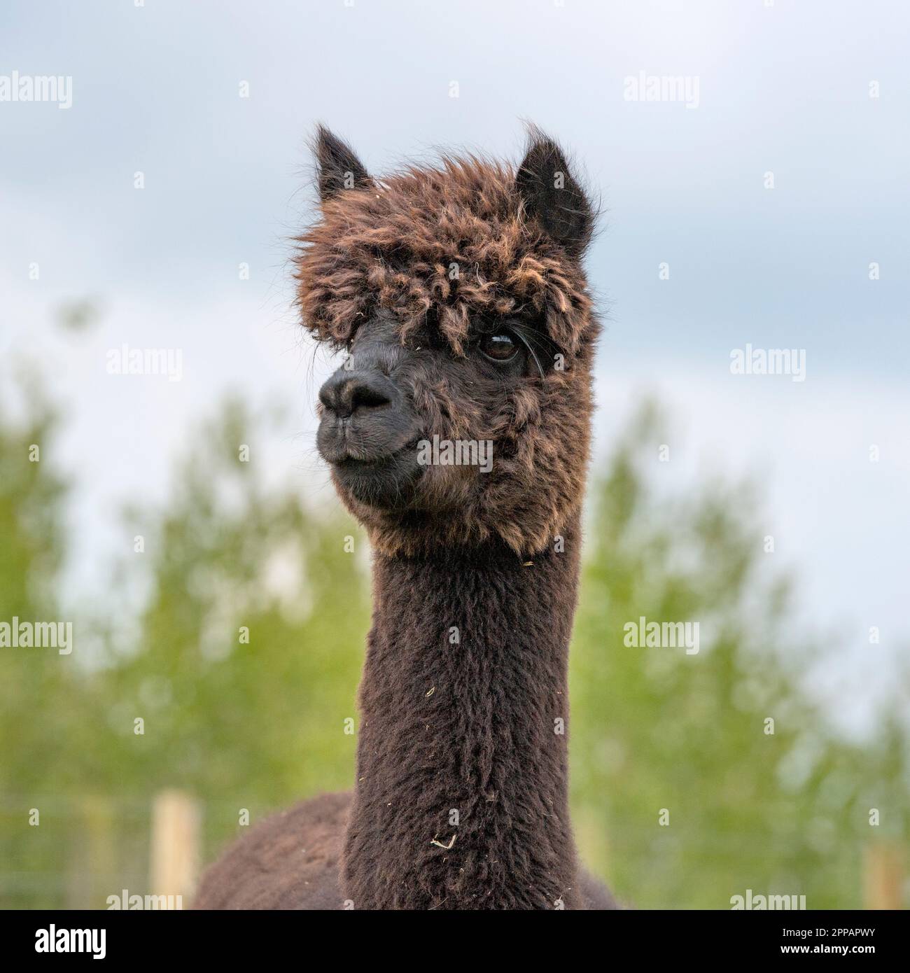 Happy alpaca hi-res stock photography and images - Alamy
