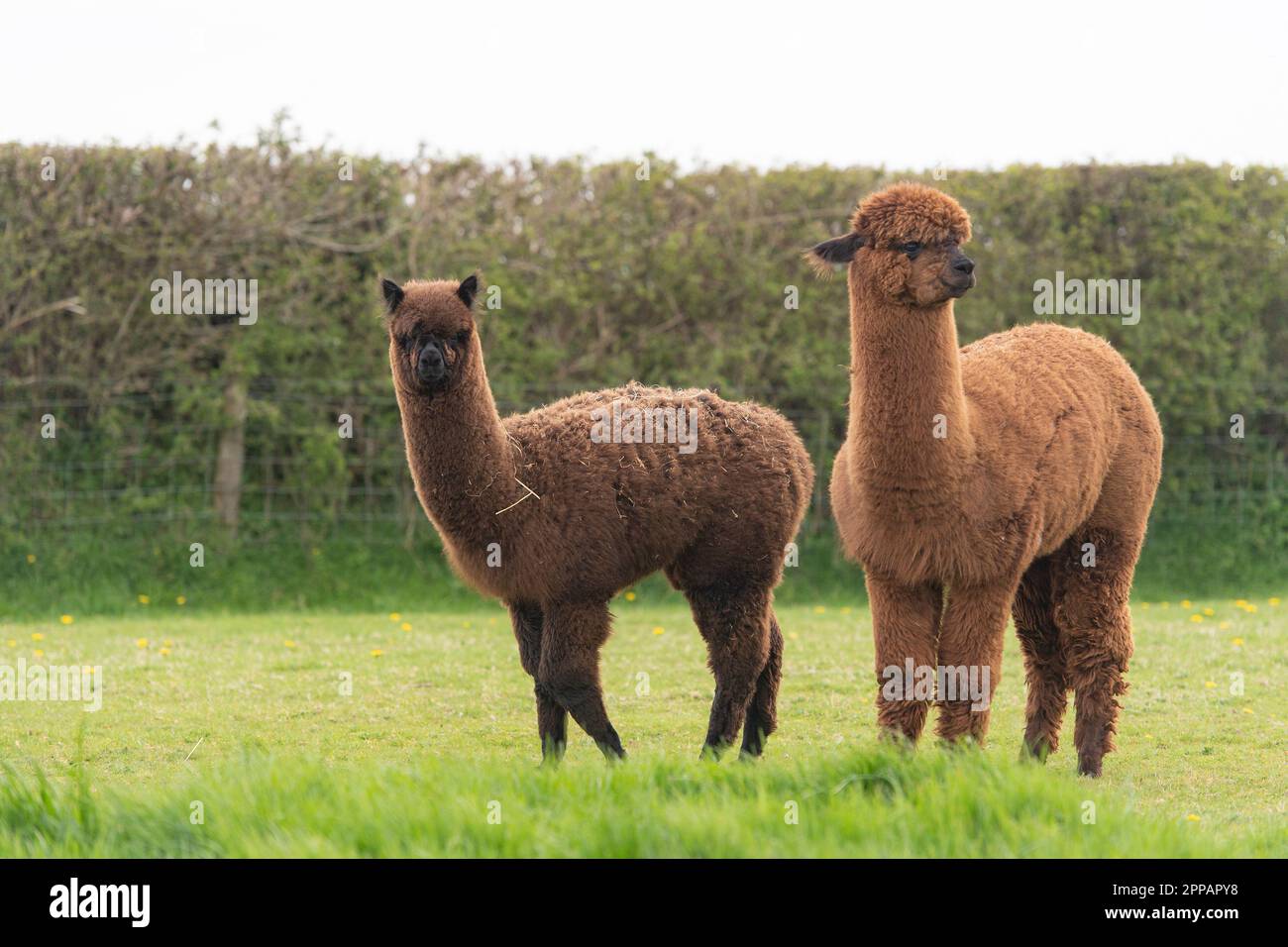 Two alpacas hi-res stock photography and images - Alamy