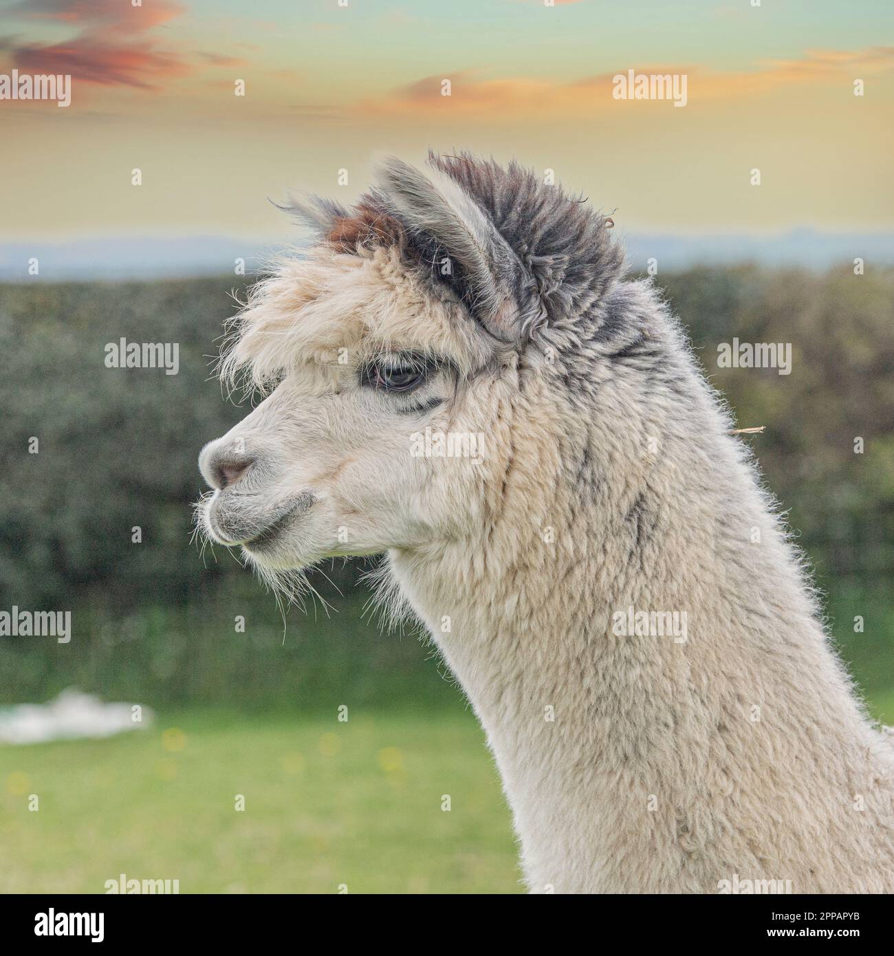 Alpaca front view hi-res stock photography and images - Alamy