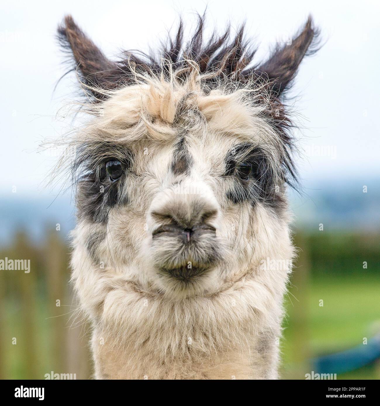 Funny alpaca close up hi-res stock photography and images - Alamy
