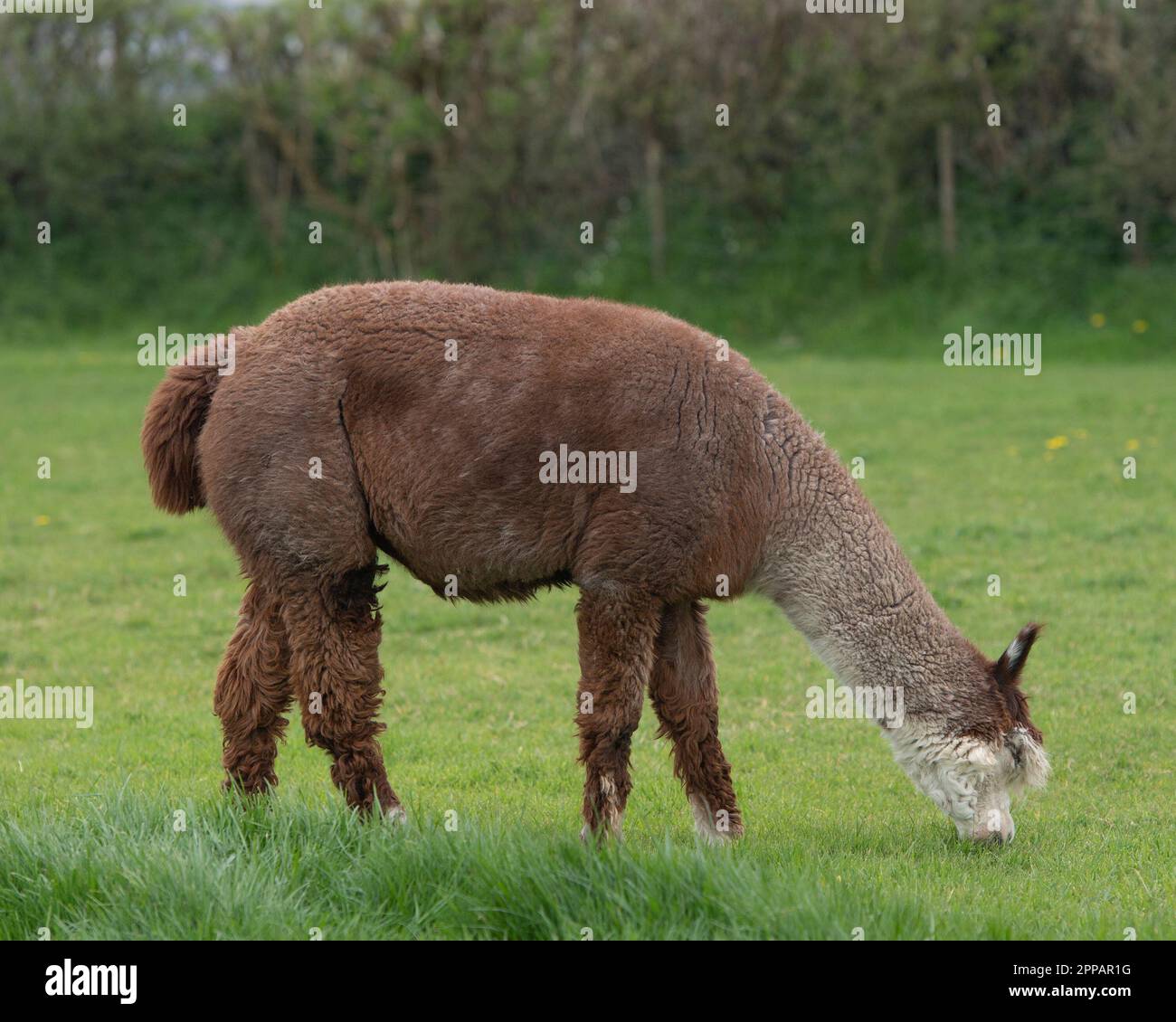 Alpaca management hi-res stock photography and images - Alamy