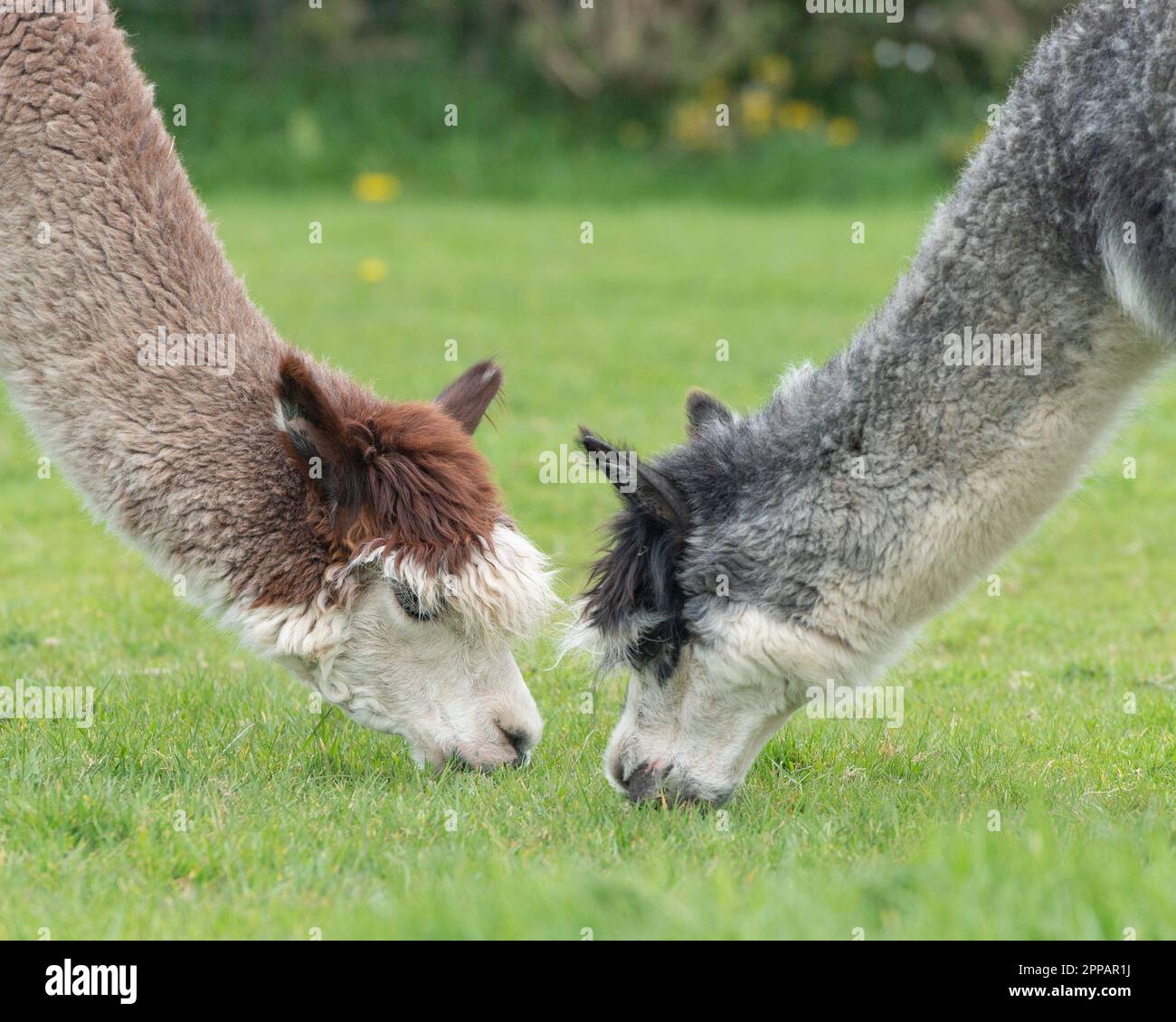 Alpaca management hi-res stock photography and images - Alamy