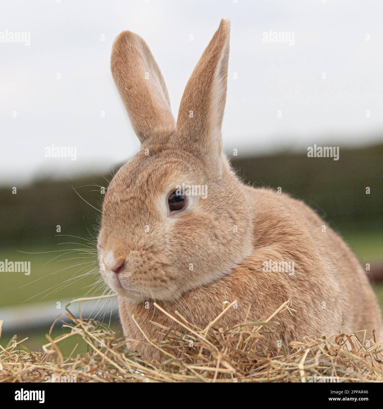 Rabbit head hi-res stock photography and images - Alamy