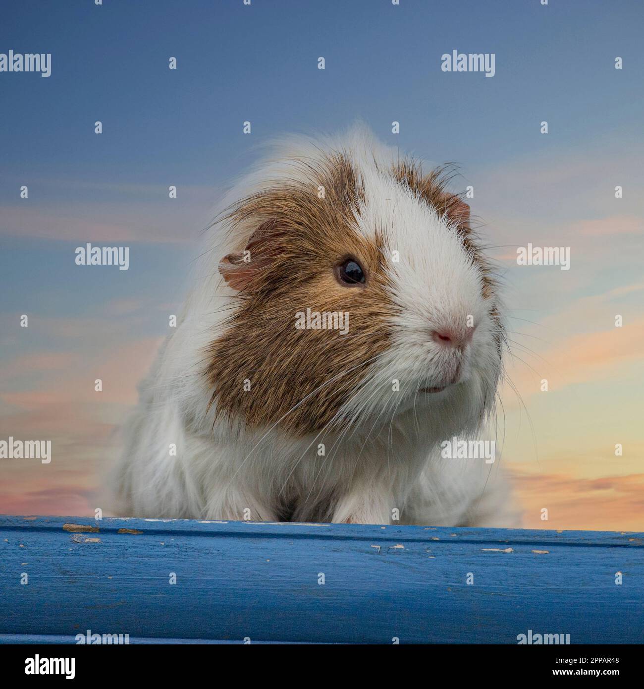 Female guinea pig hi-res stock photography and images - Alamy
