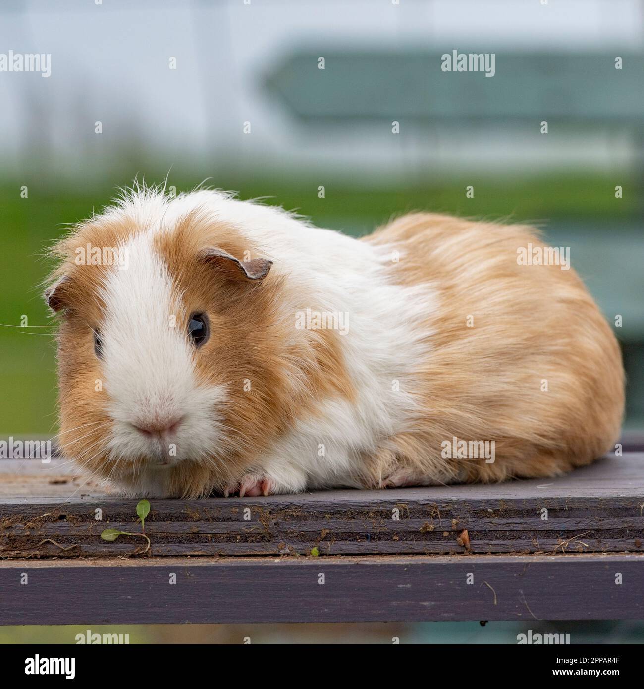 Female guinea pig hi-res stock photography and images - Alamy