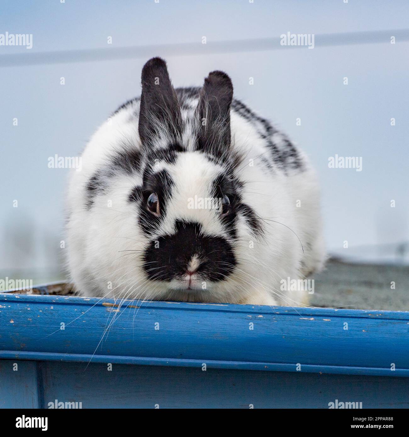 Black rabbit black background hi-res stock photography and images - Alamy