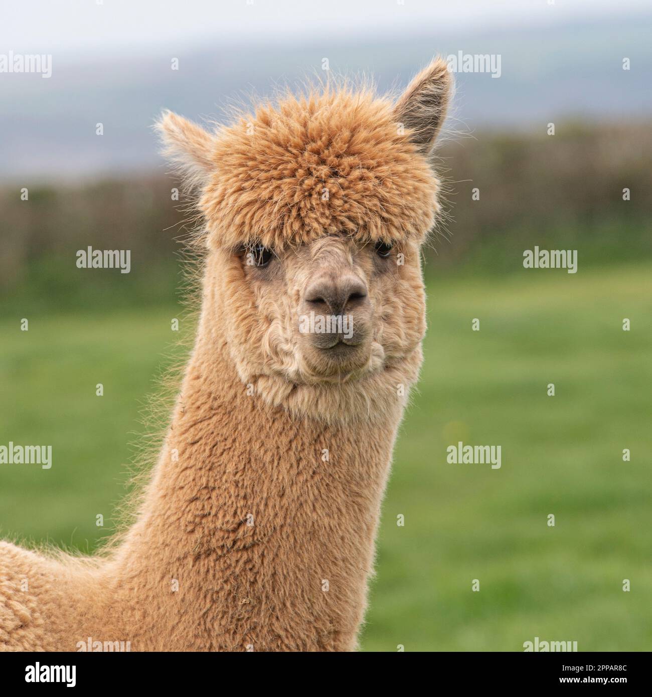 Female alpaca hi-res stock photography and images - Alamy