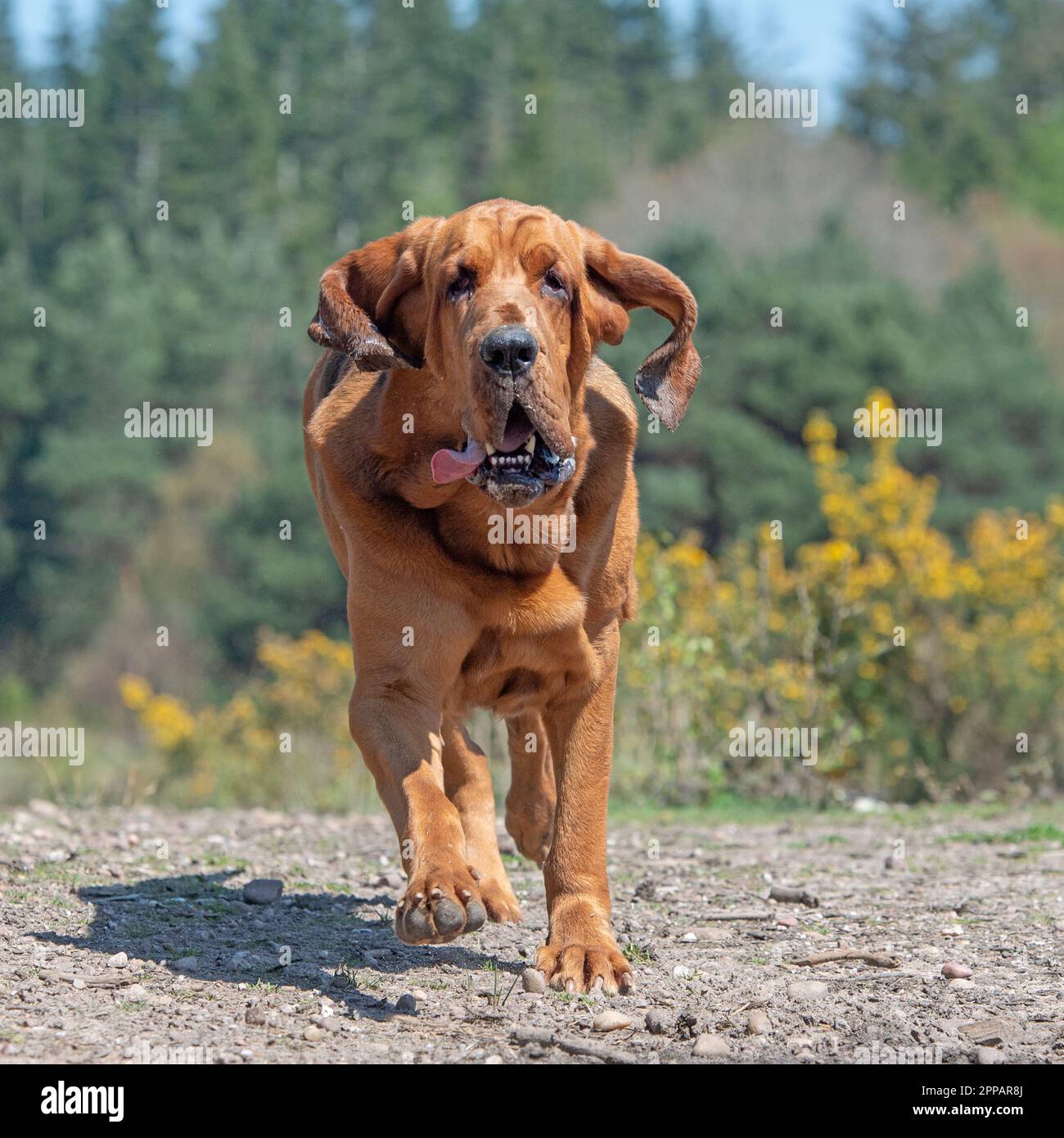 Funny bloodhound hi-res stock photography and images - Alamy