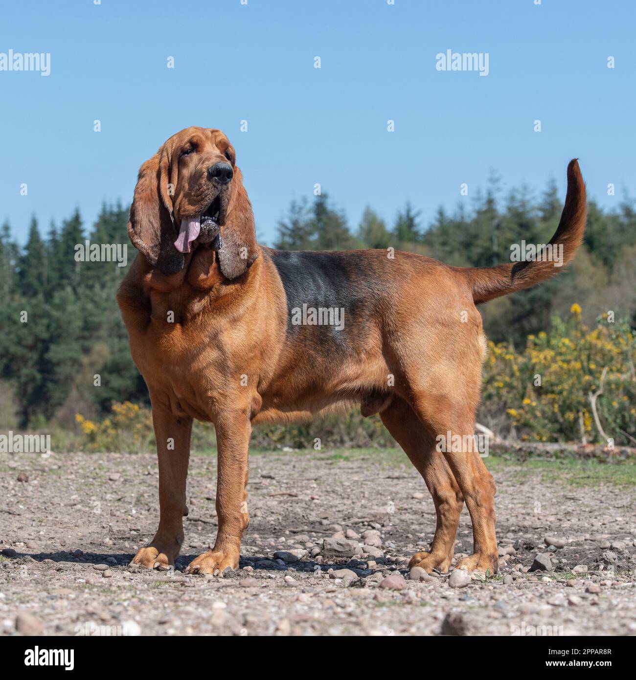 Bloodhound full body hi-res stock photography and images - Alamy