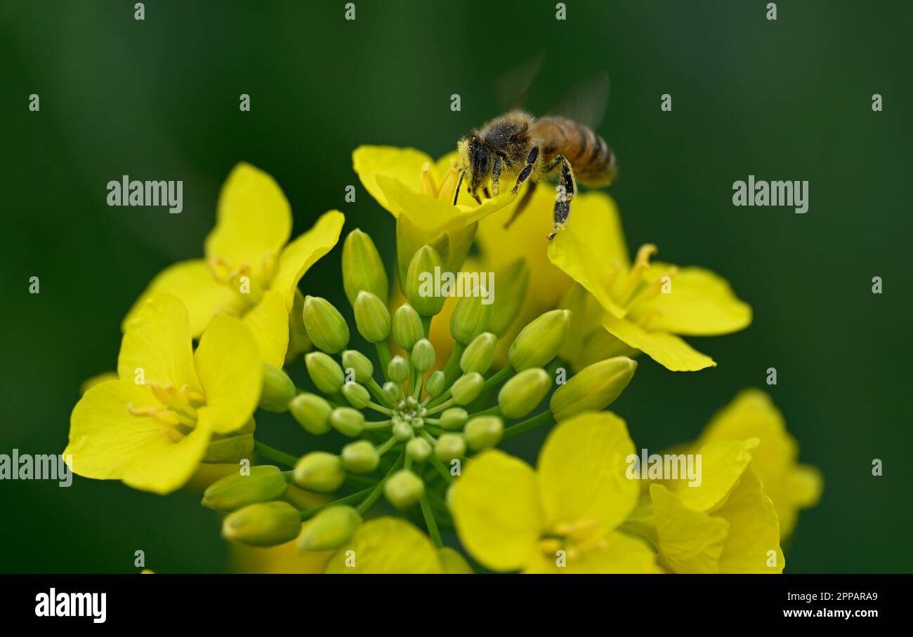 Photo roberto pfeil hi-res stock photography and images - Alamy