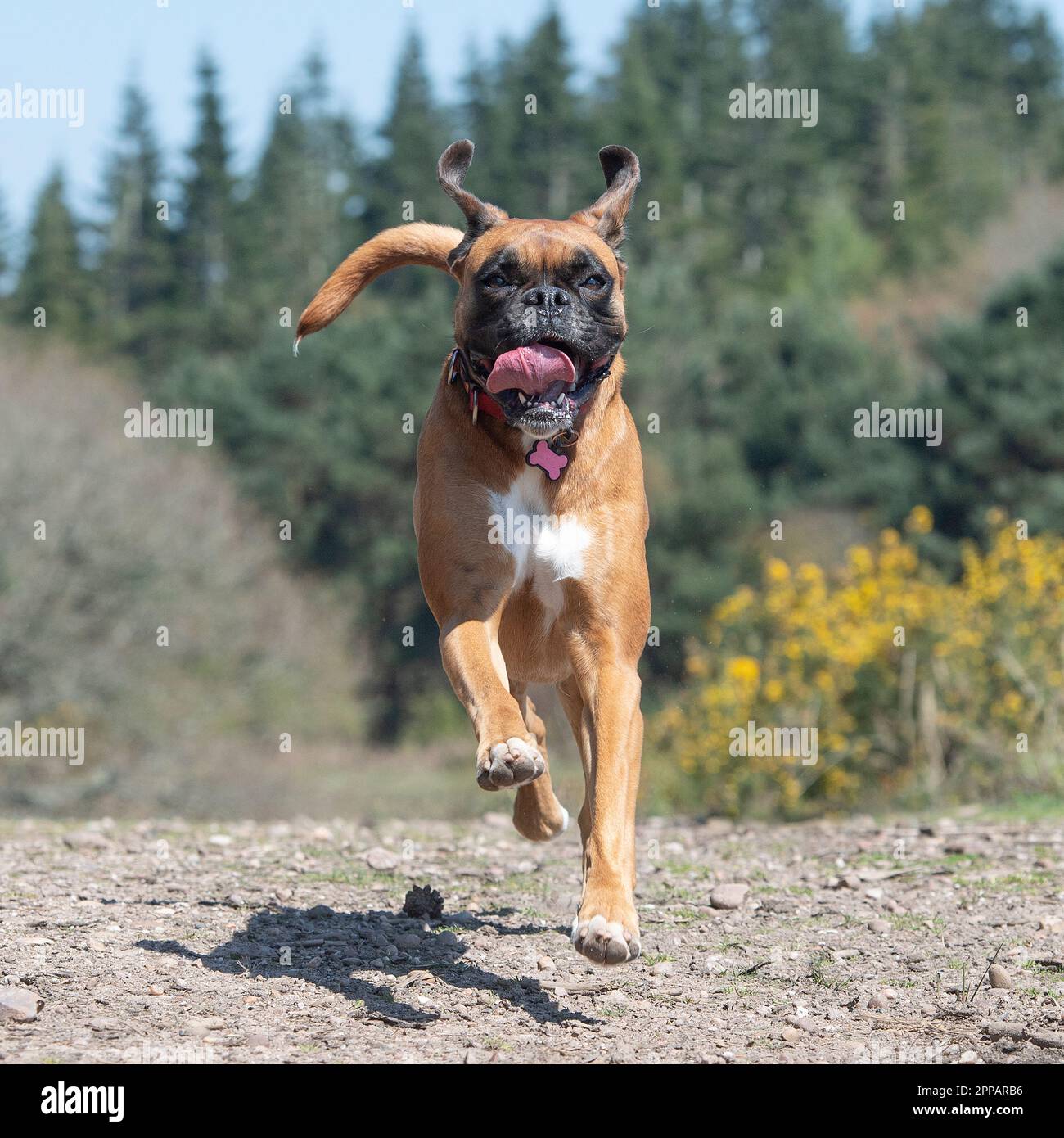 Boxer dog running towards hi-res stock photography and images - Alamy