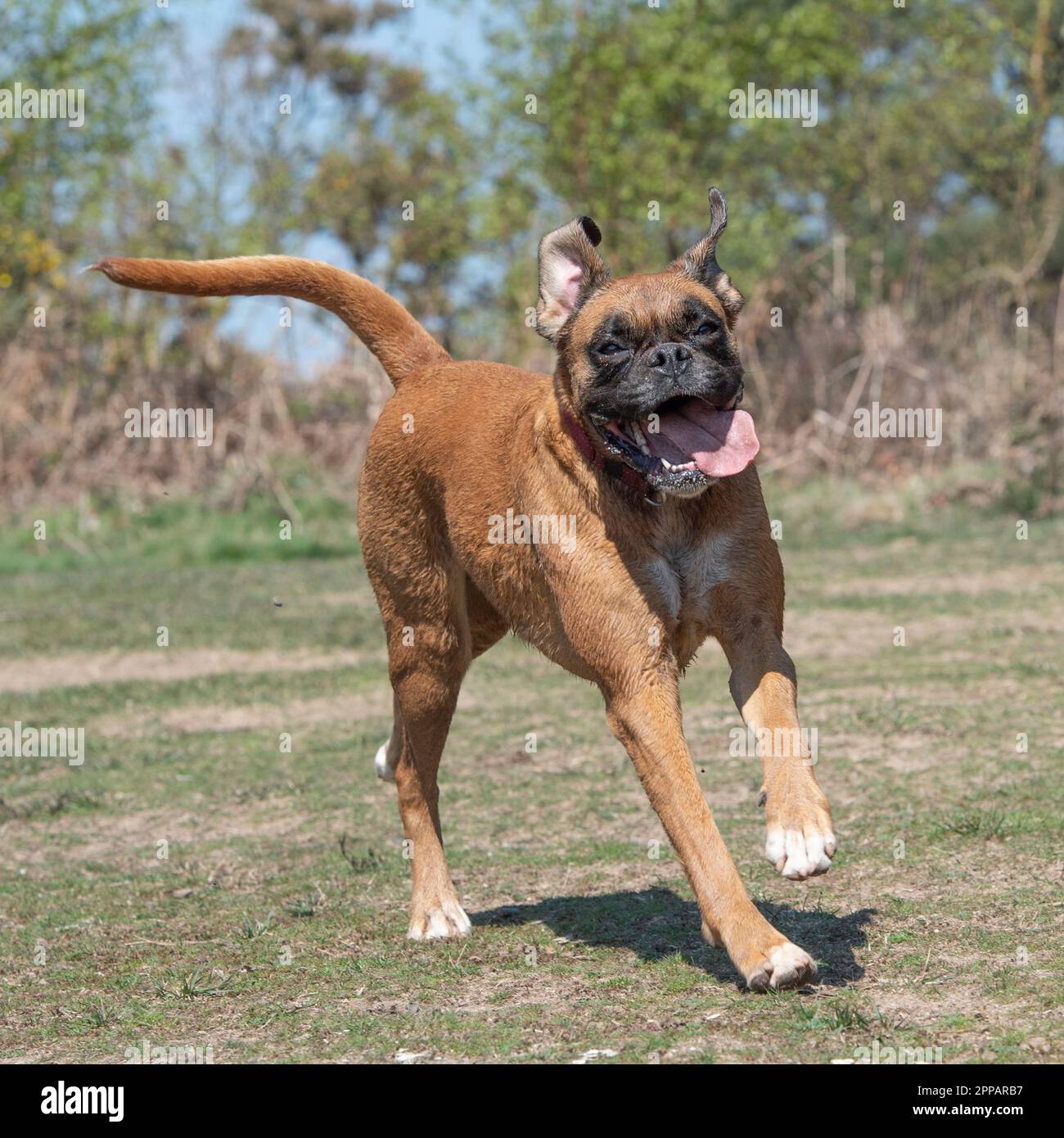 Boxer dog running towards hi-res stock photography and images - Alamy