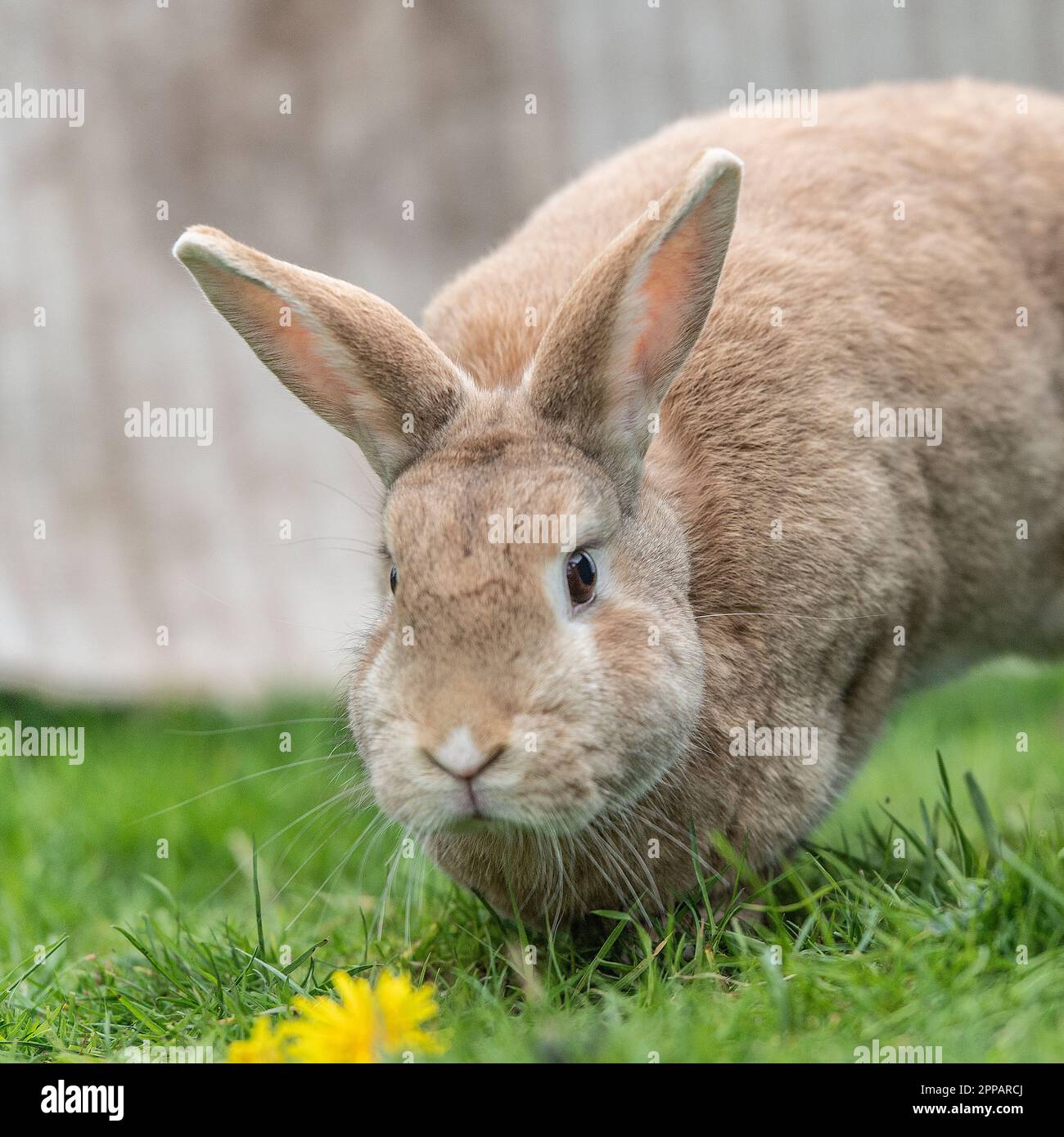 Brindle rabbit hi-res stock photography and images - Alamy