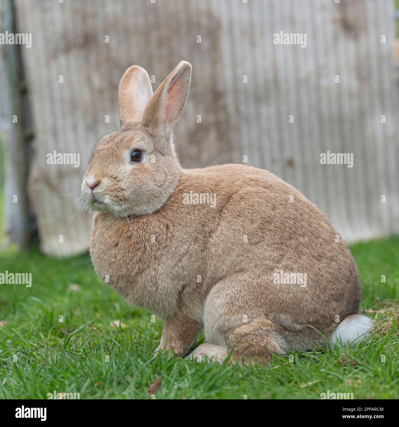 Rabbit profile hi-res stock photography and images - Alamy