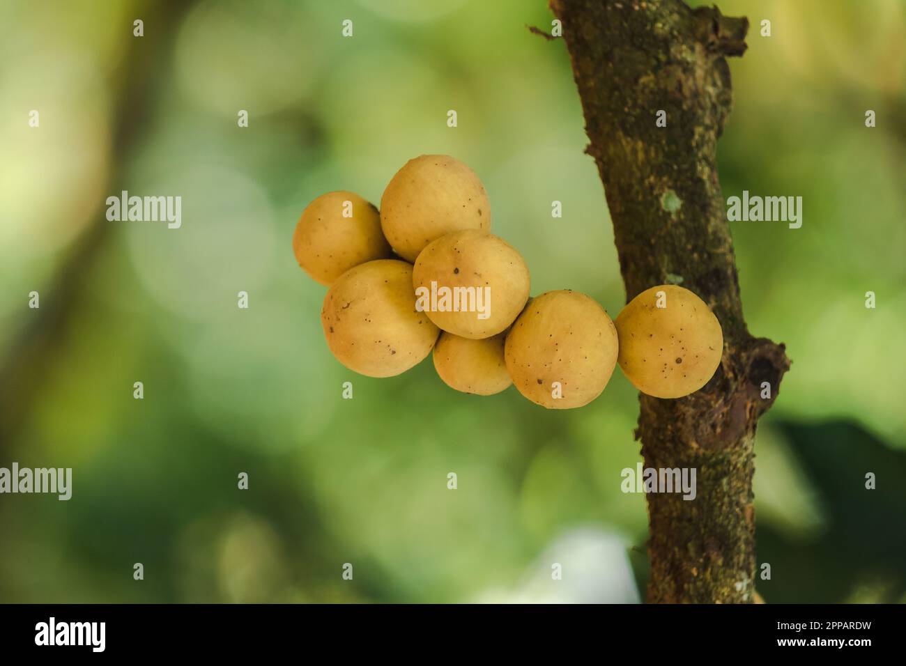 Rough taste hi-res stock photography and images - Alamy