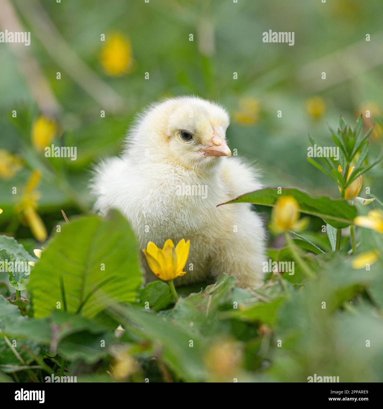 Fluffy head chicken hi-res stock photography and images - Alamy