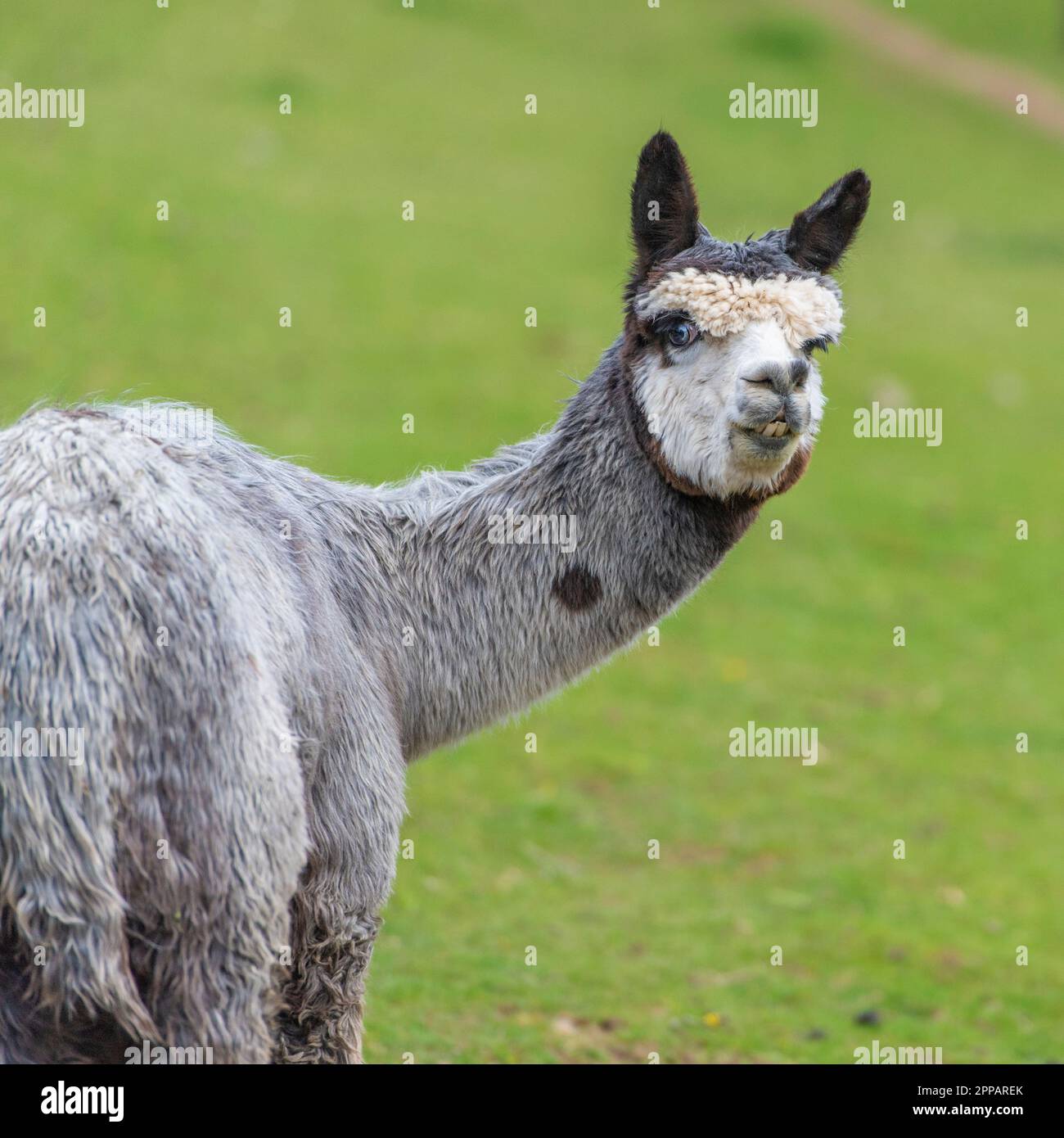 Alpaca farm uk hi-res stock photography and images - Alamy