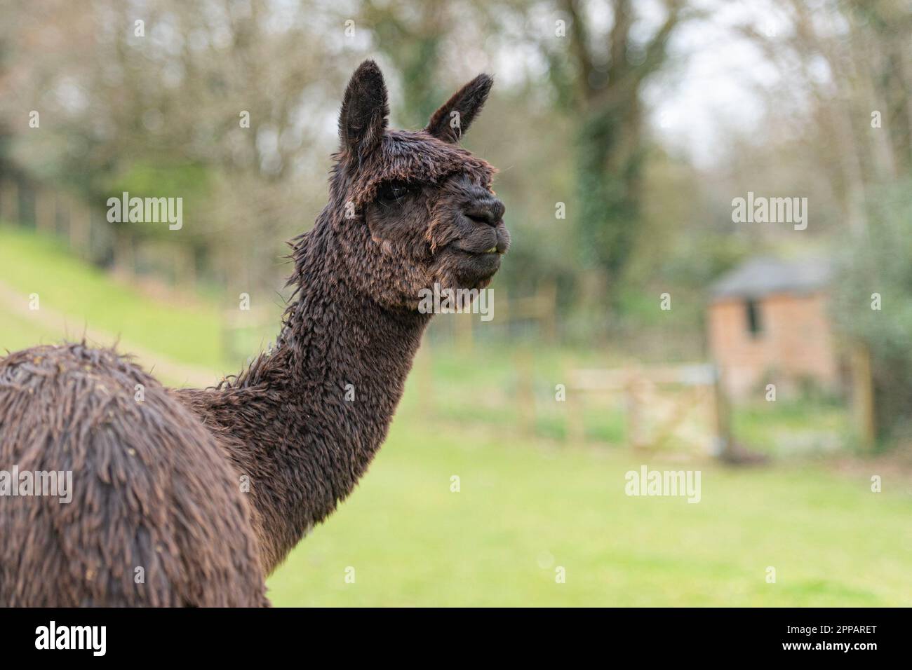 Alpaca looking back hi-res stock photography and images - Alamy