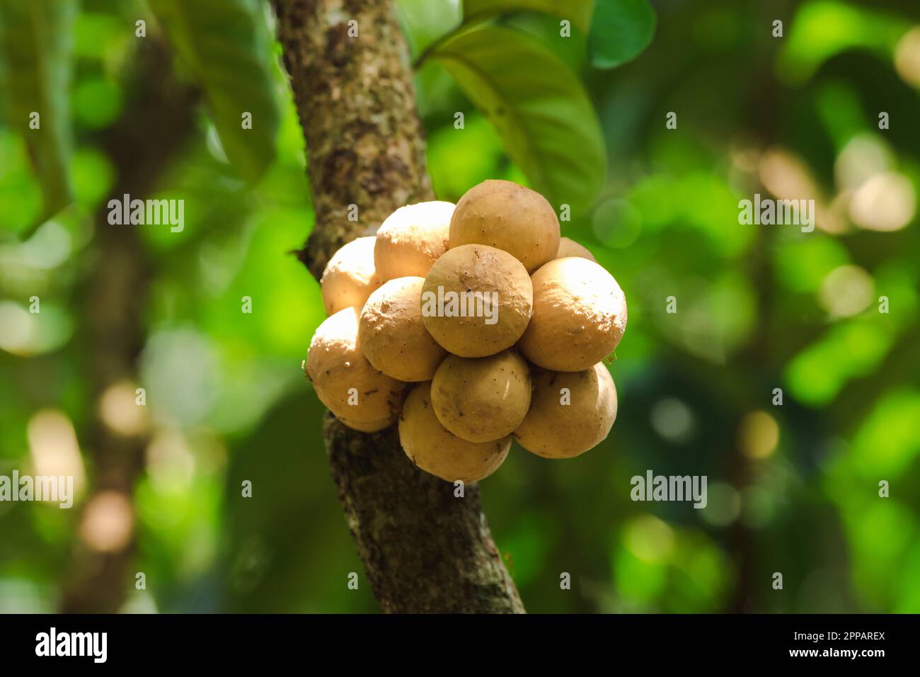 Rough taste hi-res stock photography and images - Alamy