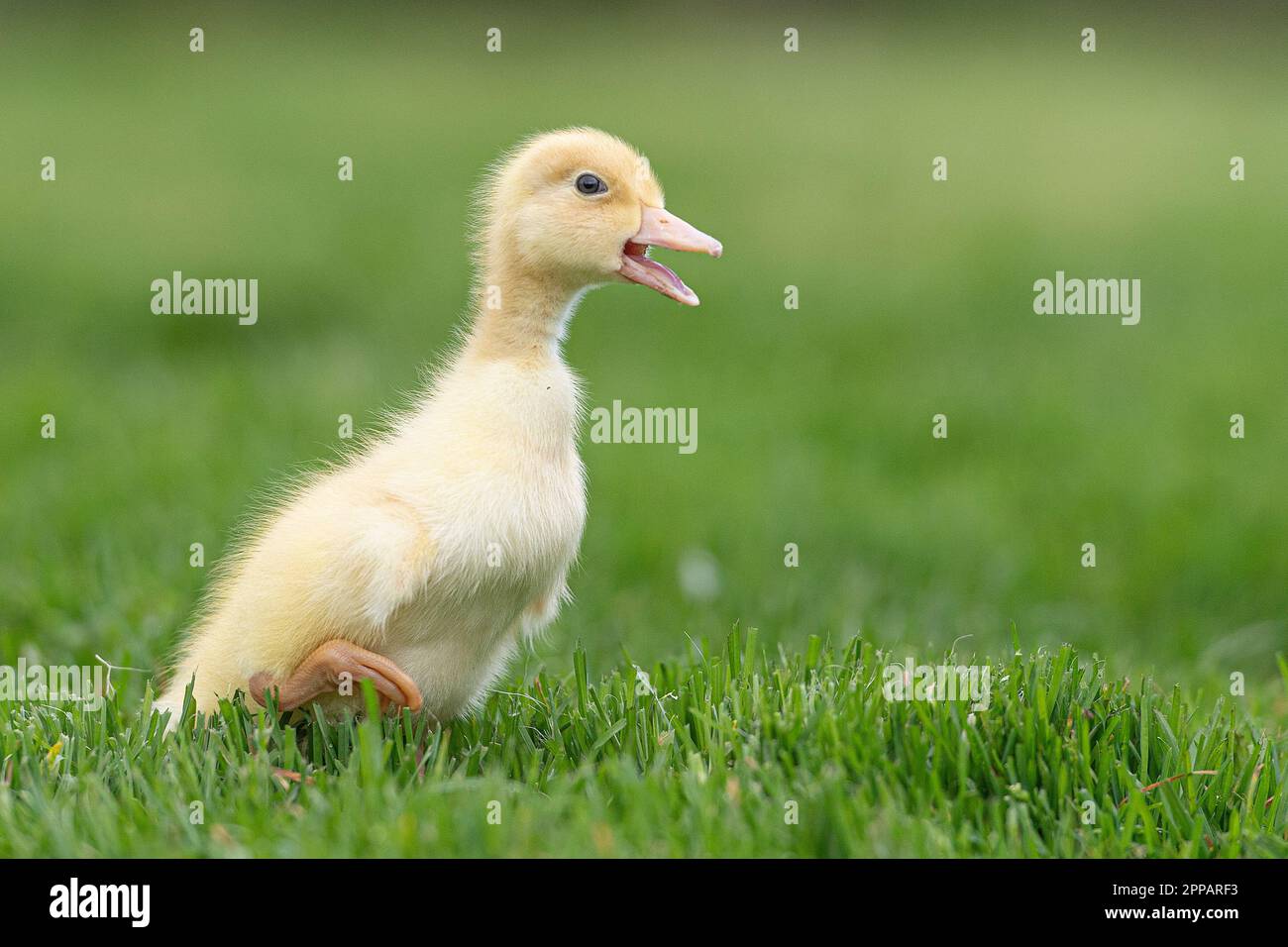 cute yellow duckling in grass Stock Photo - Alamy