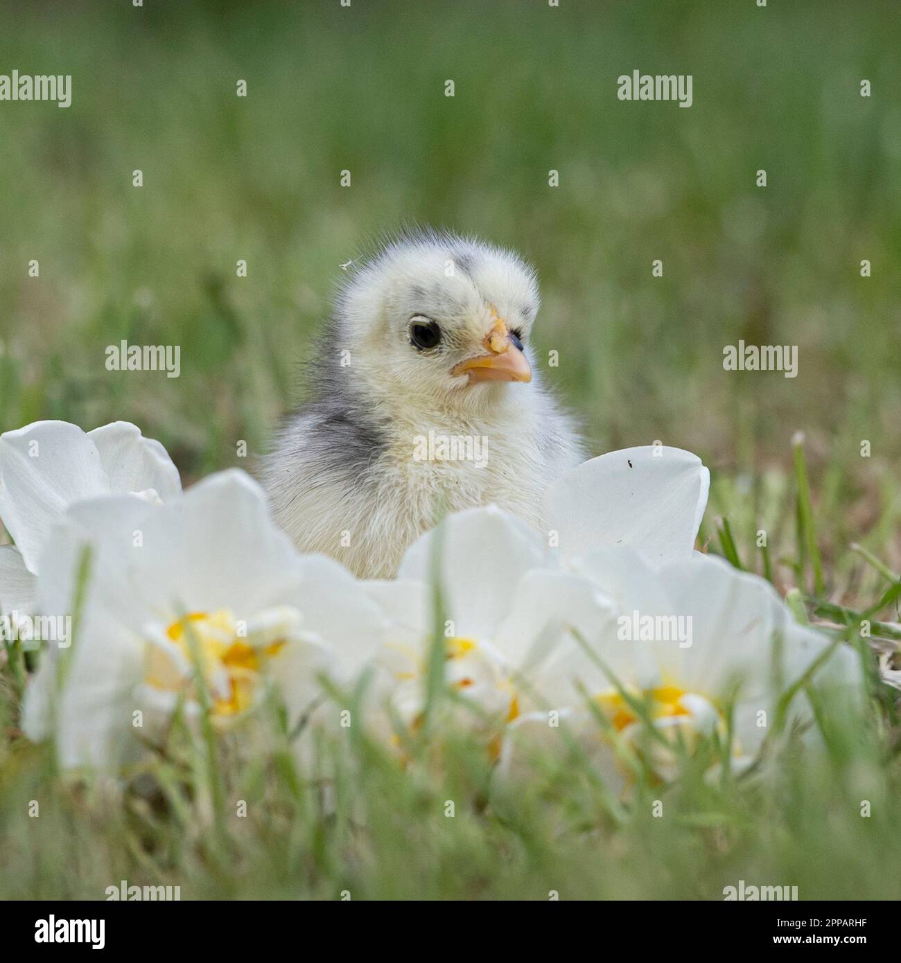 Baby active hi-res stock photography and images - Alamy