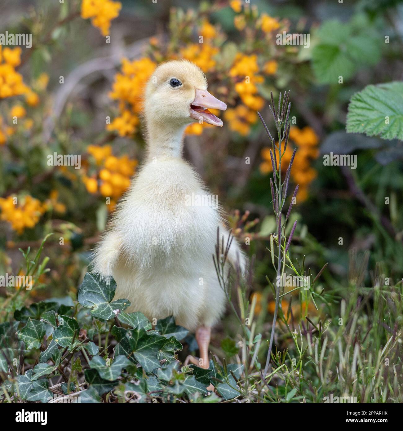 Duck mouth open hi-res stock photography and images - Alamy