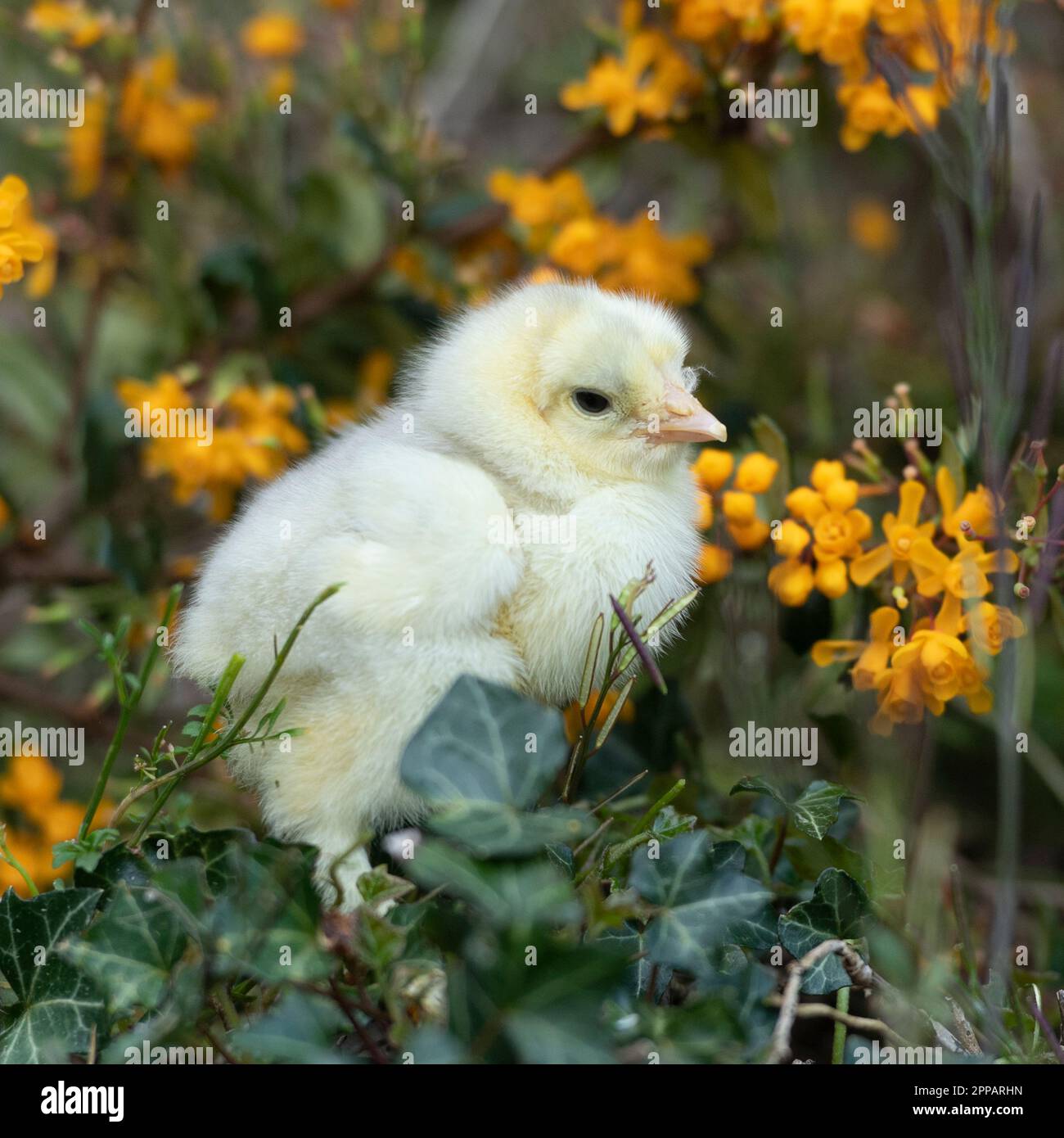 baby chick in garden Stock Photo - Alamy