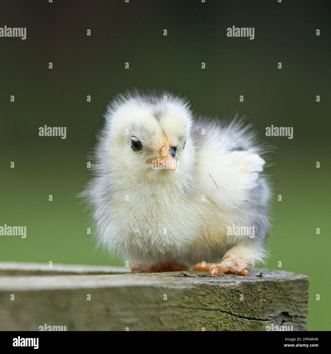baby chick sitting outside Stock Photo - Alamy