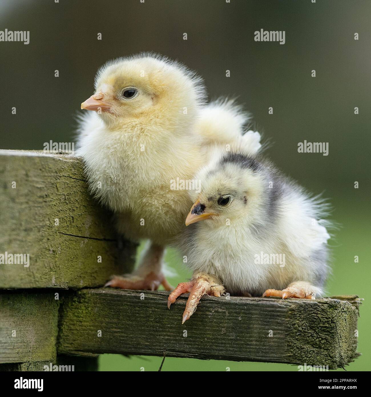 two baby chicks Stock Photo - Alamy